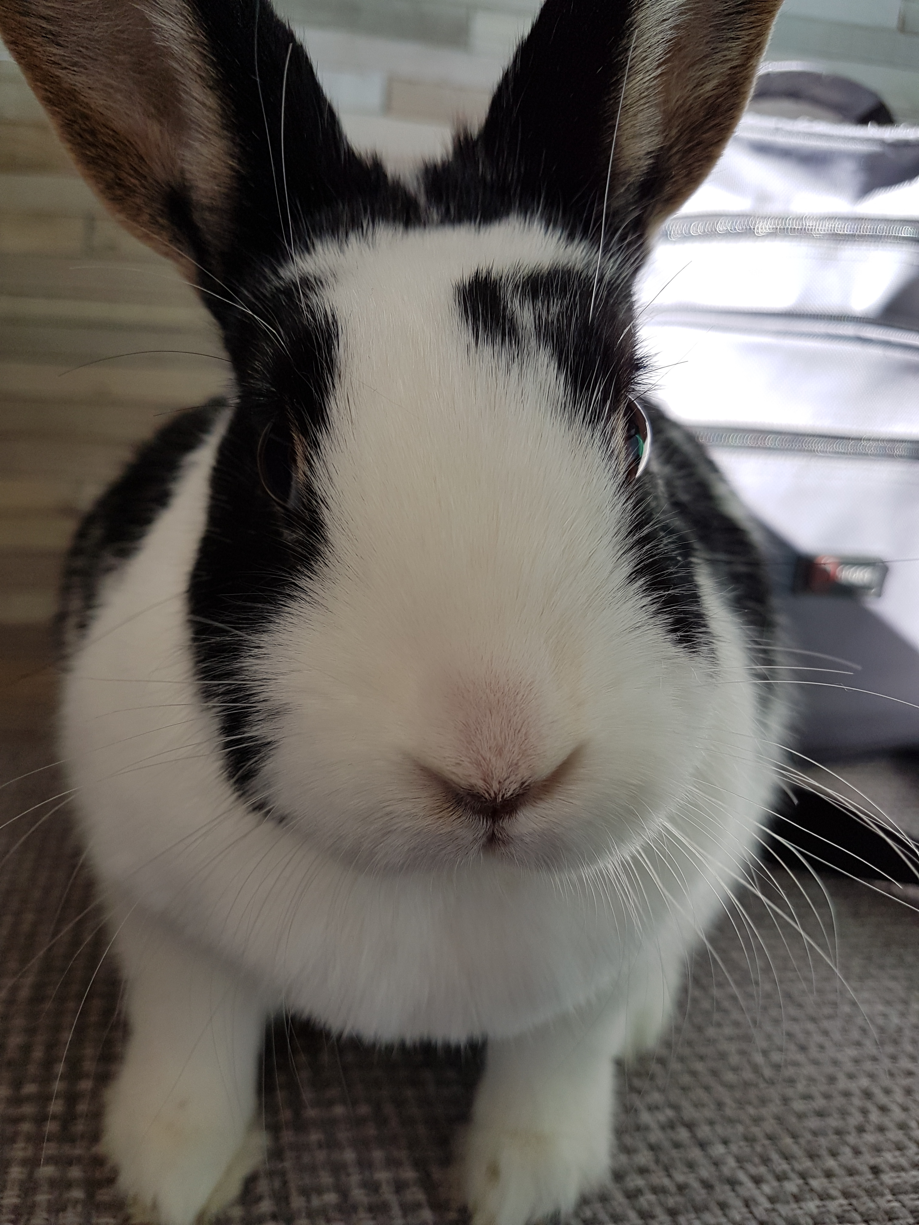 Netherlands Dwarf For Sale | Rabbits | Breed Information | Omlet