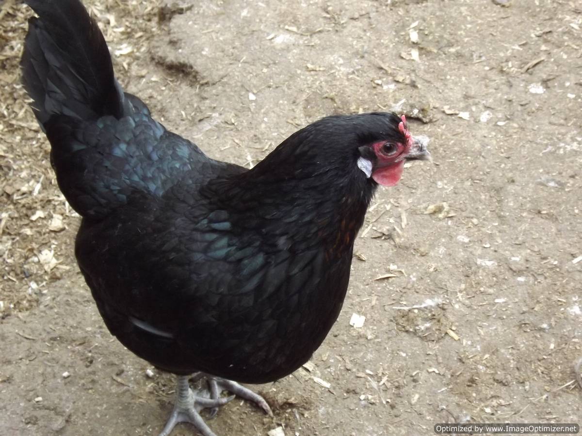 La Fleche For Sale | Chickens | Breed Information | Omlet