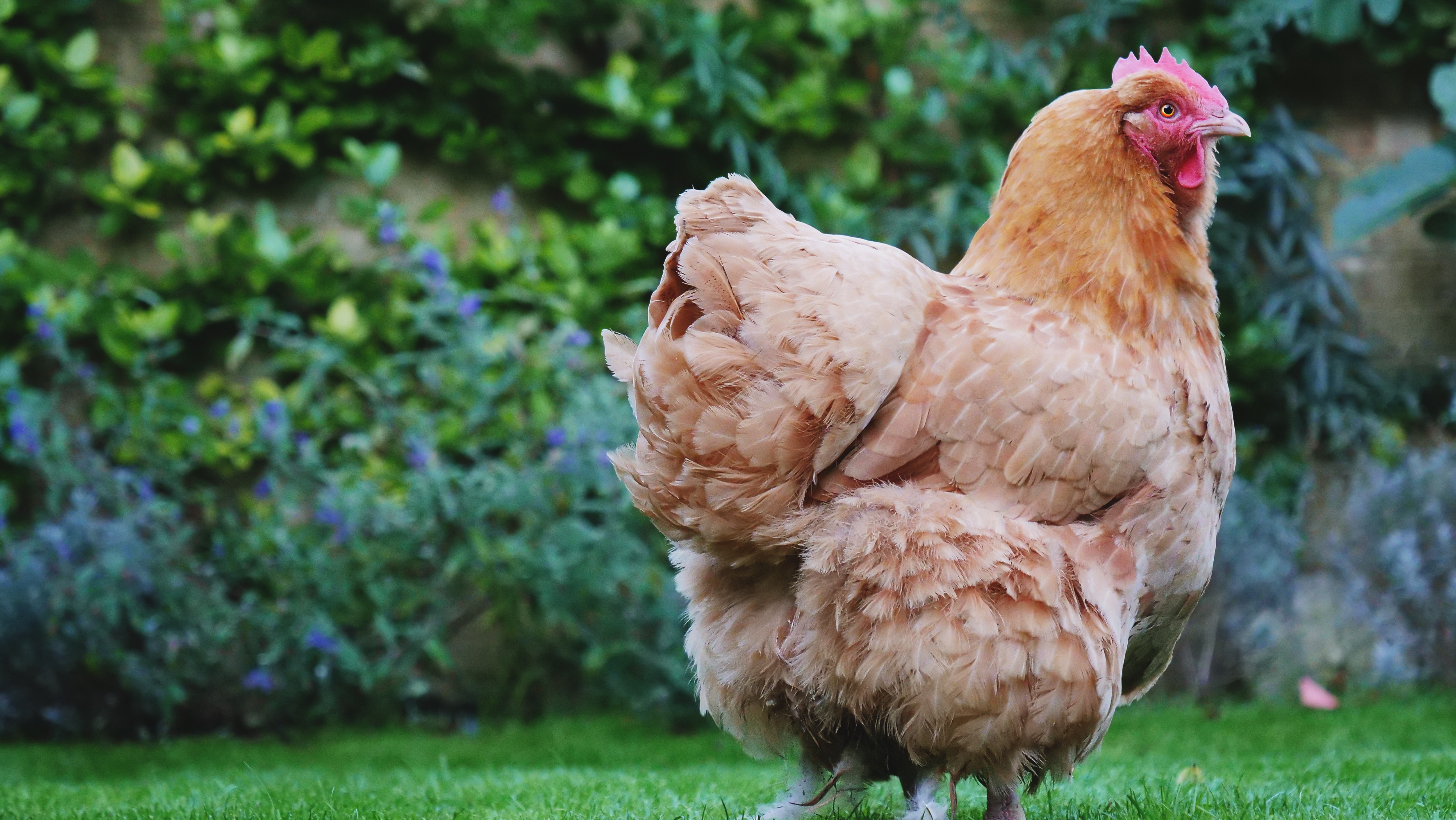 Lincolnshire Buff For Sale | Chickens | Breed Information | Omlet