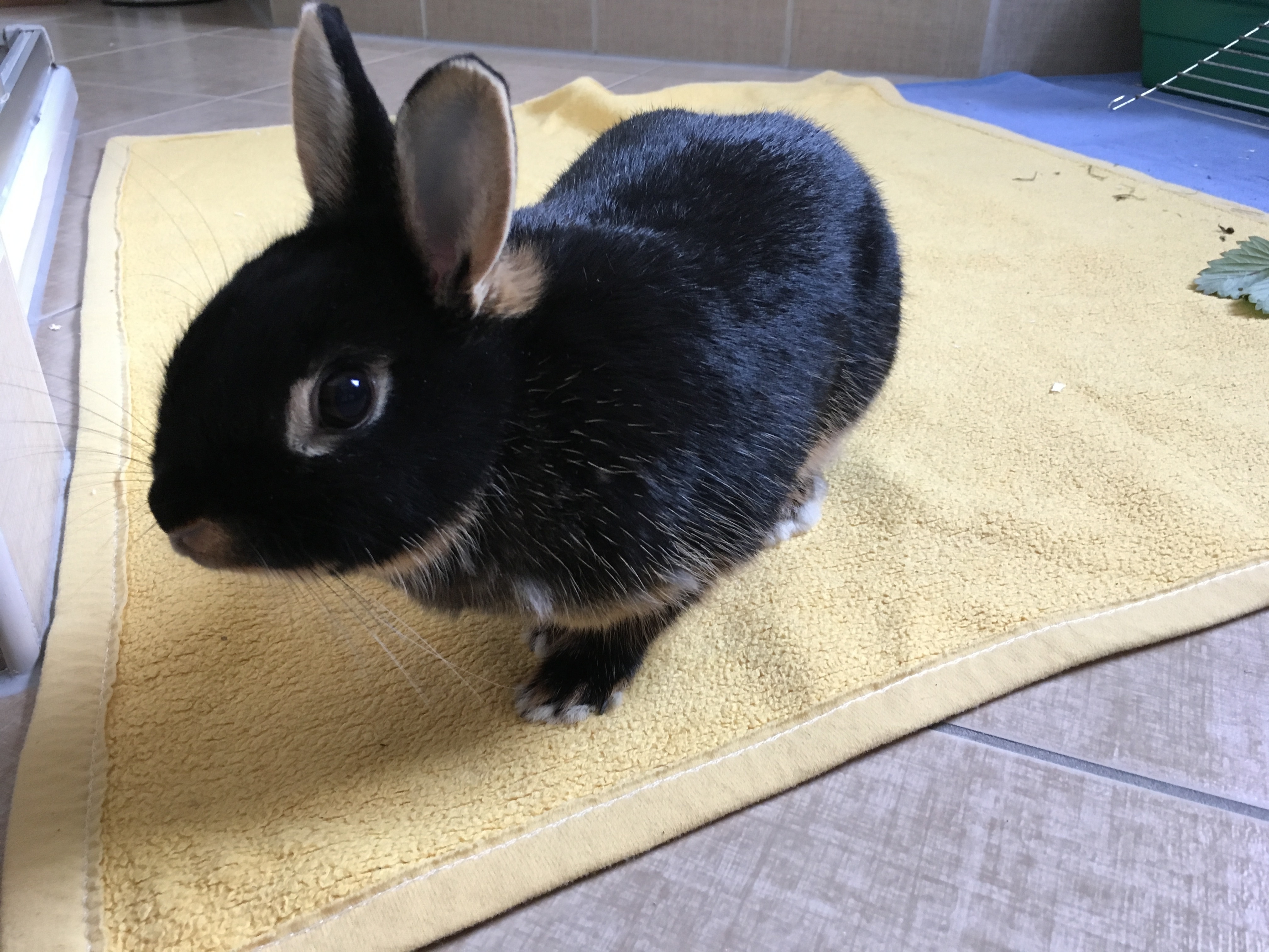 Tan For Sale | Rabbits | Breed Information | Omlet