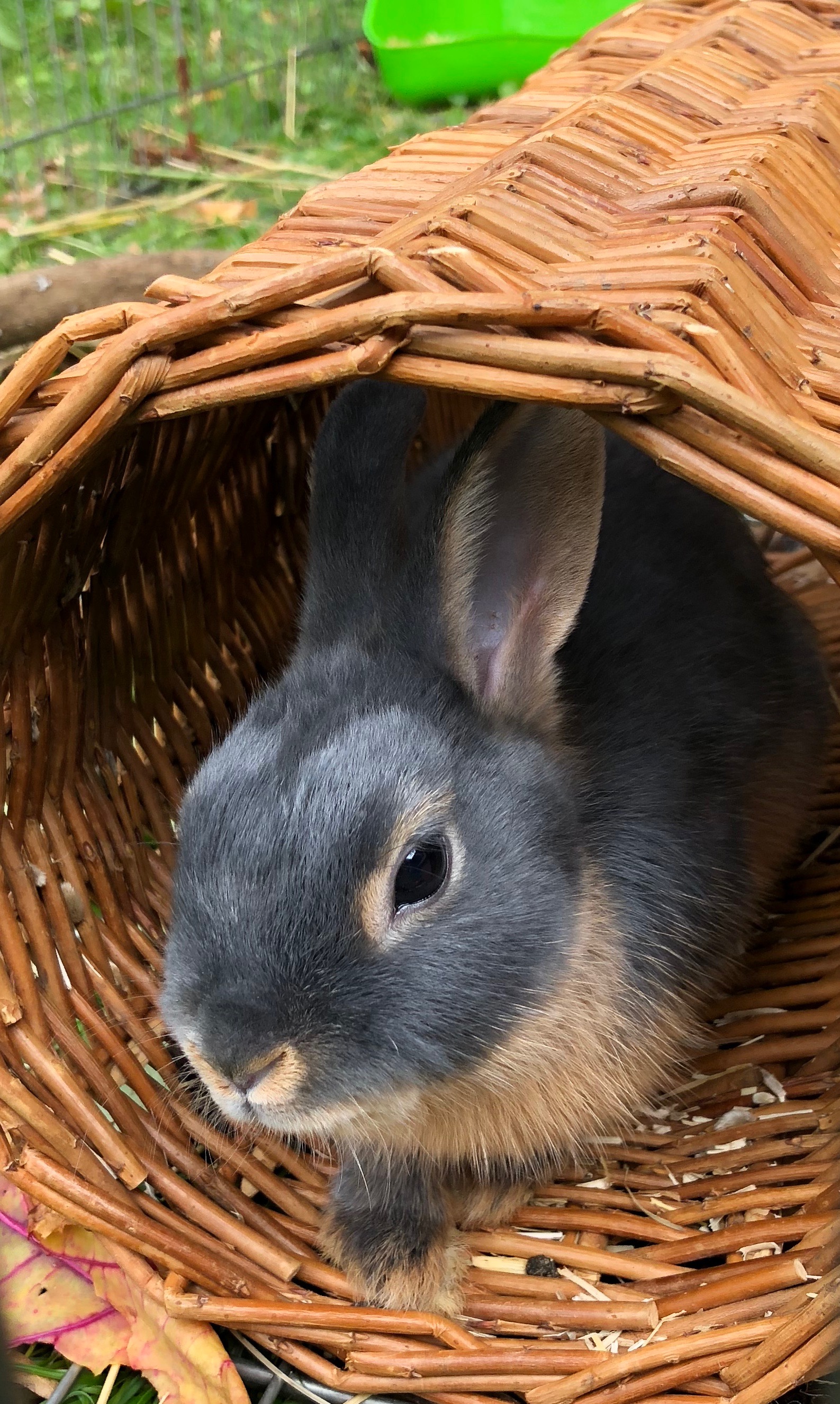 Tan For Sale | Rabbits | Breed Information | Omlet