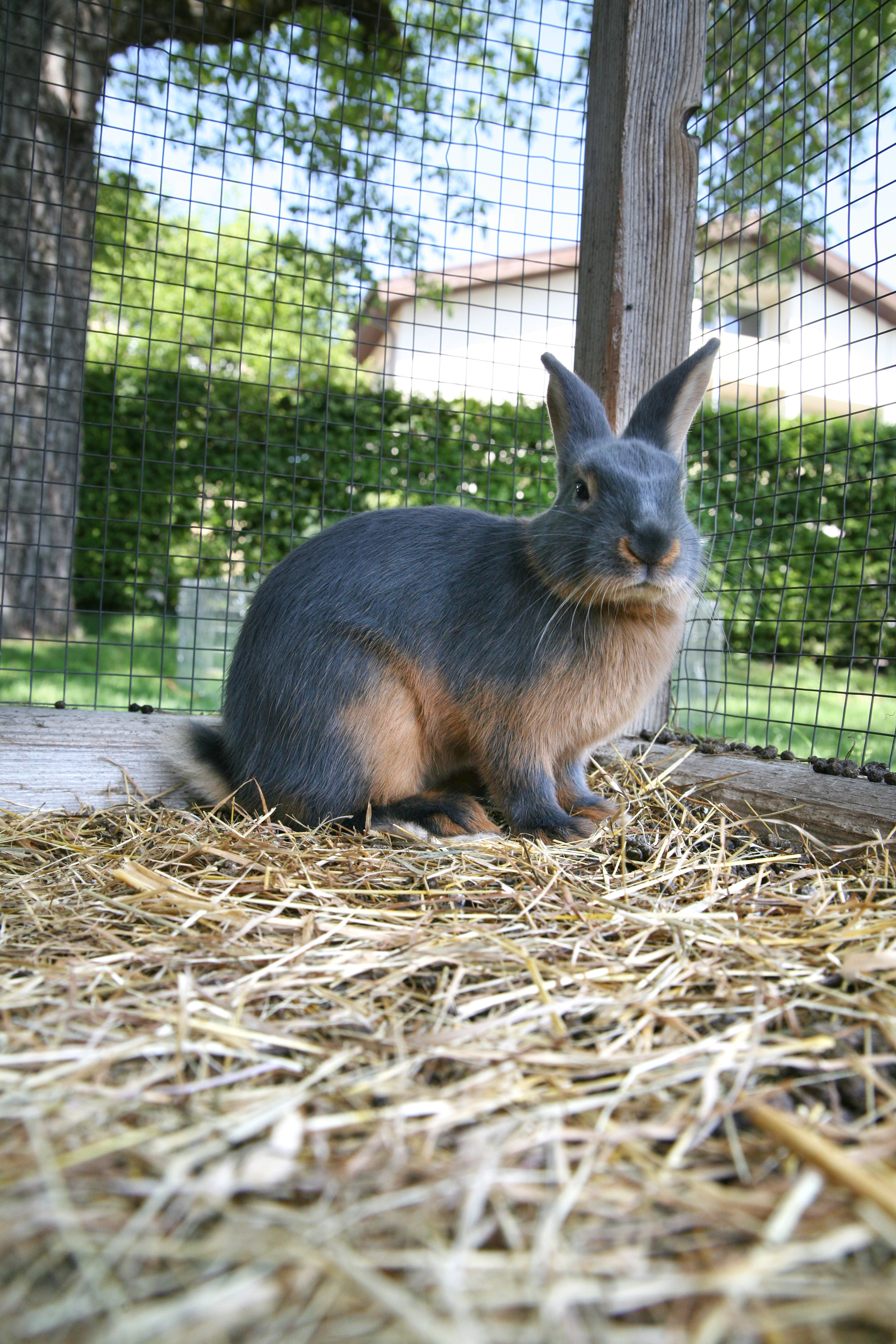 Tan For Sale | Rabbits | Breed Information | Omlet