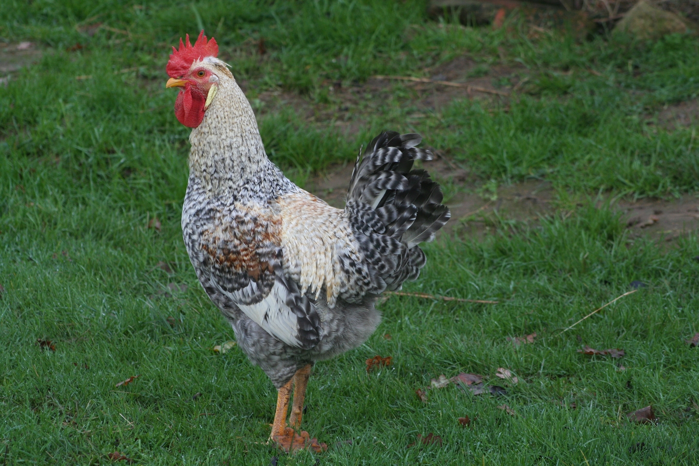 Cream Legbar For Sale | Chickens | Breed Information | Omlet