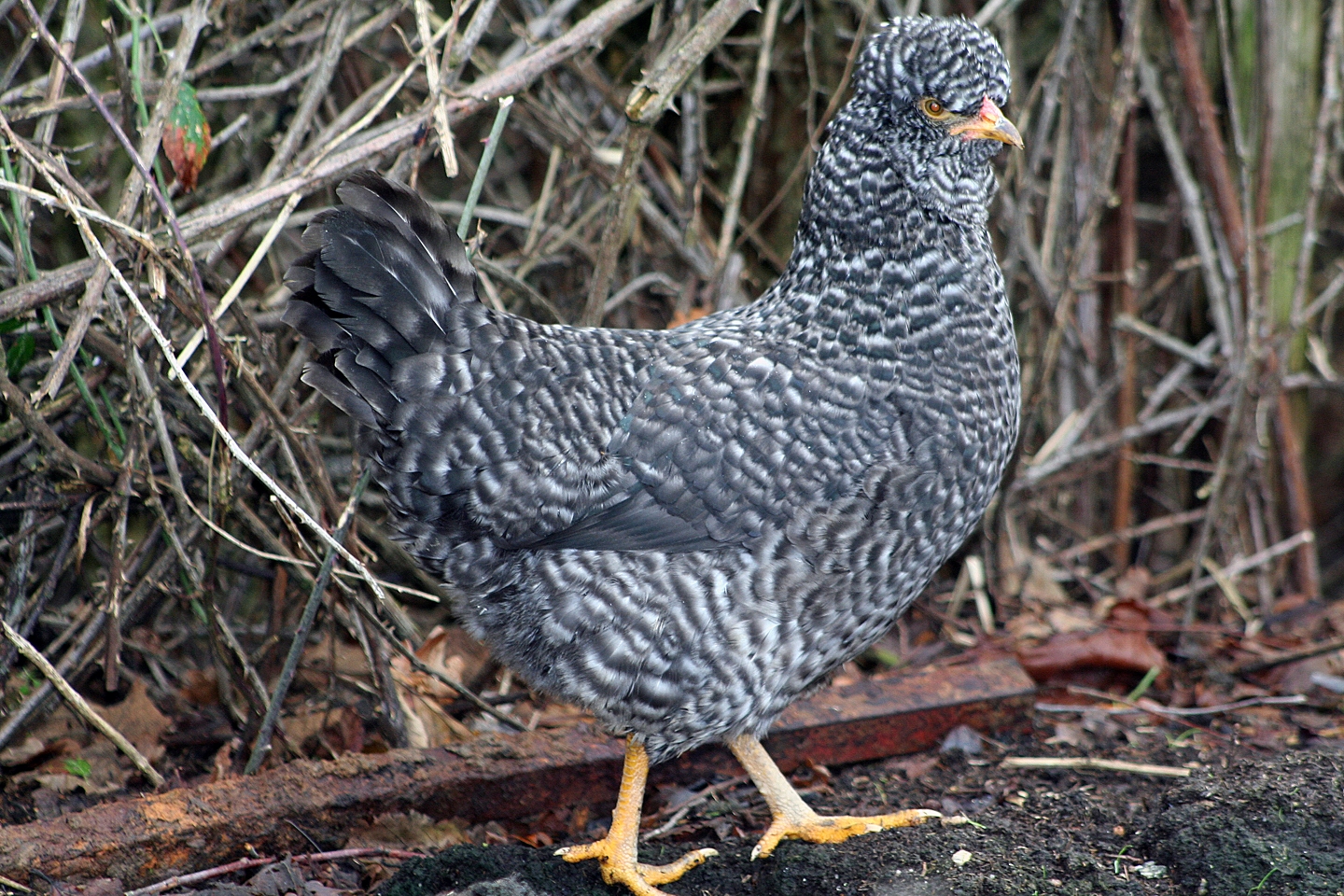 Araucana For Sale | Chickens | Breed Information | Omlet