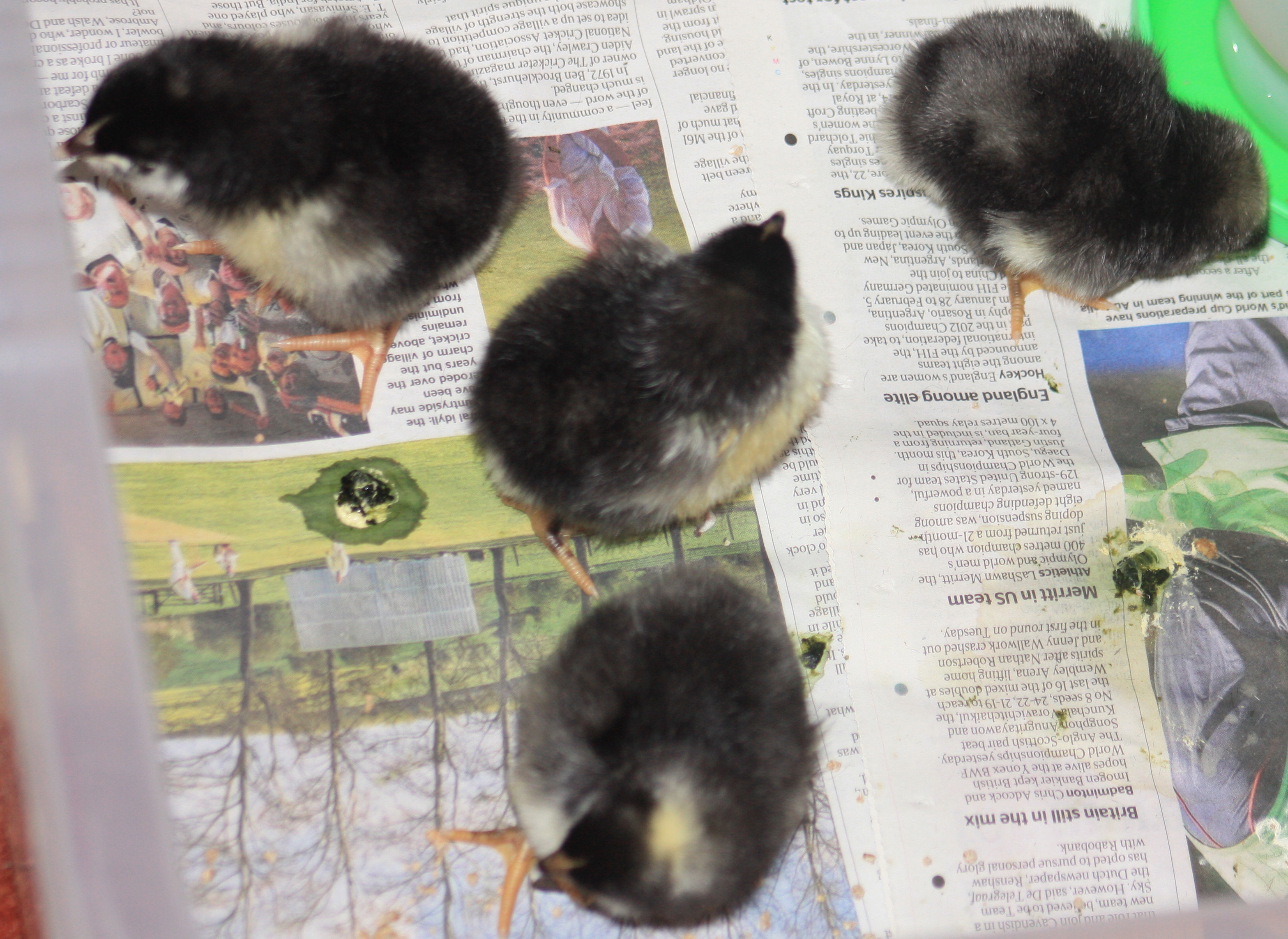 Marans For Sale | Chickens | Breed Information | Omlet