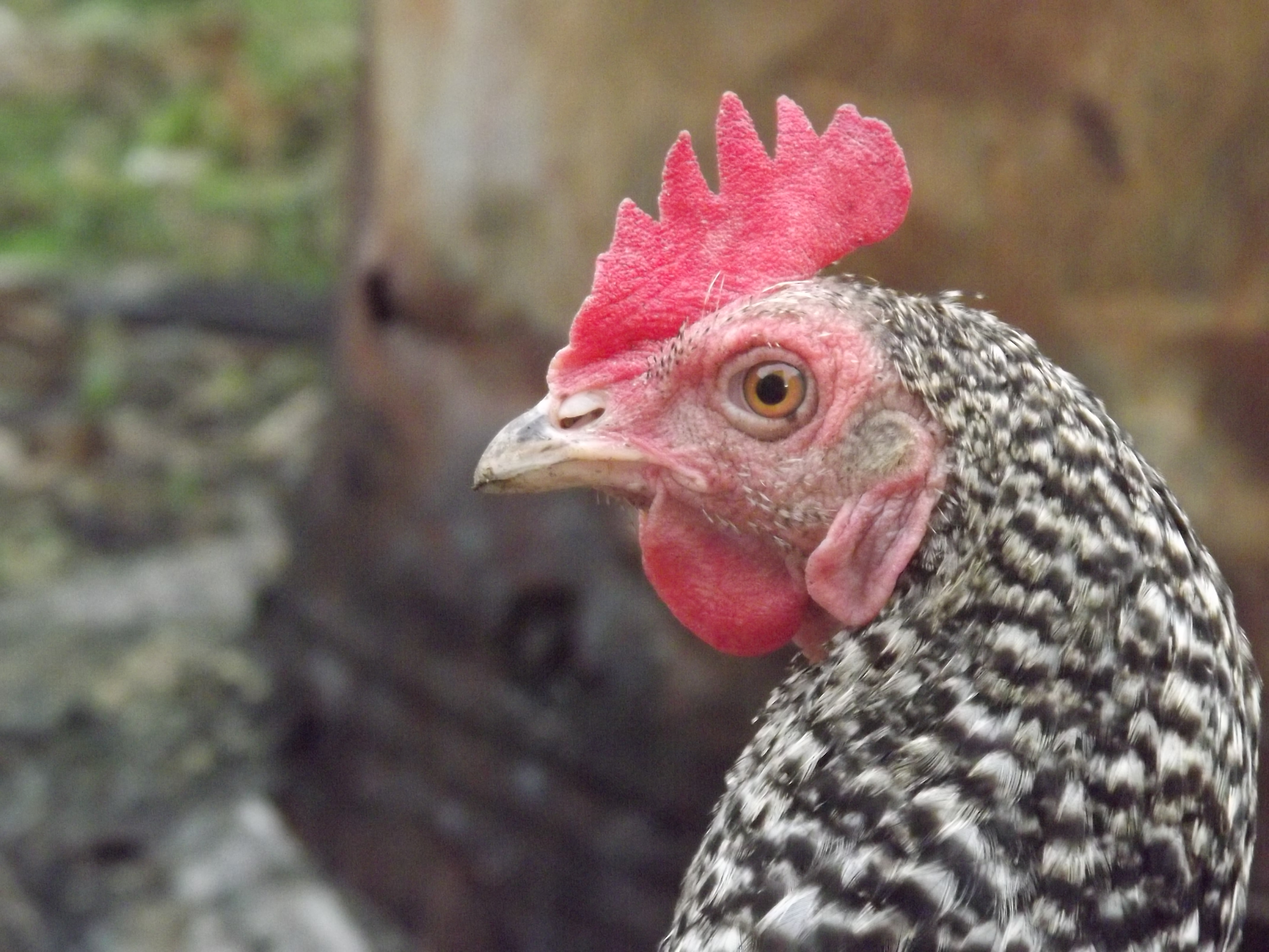 Marans For Sale | Chickens | Breed Information | Omlet