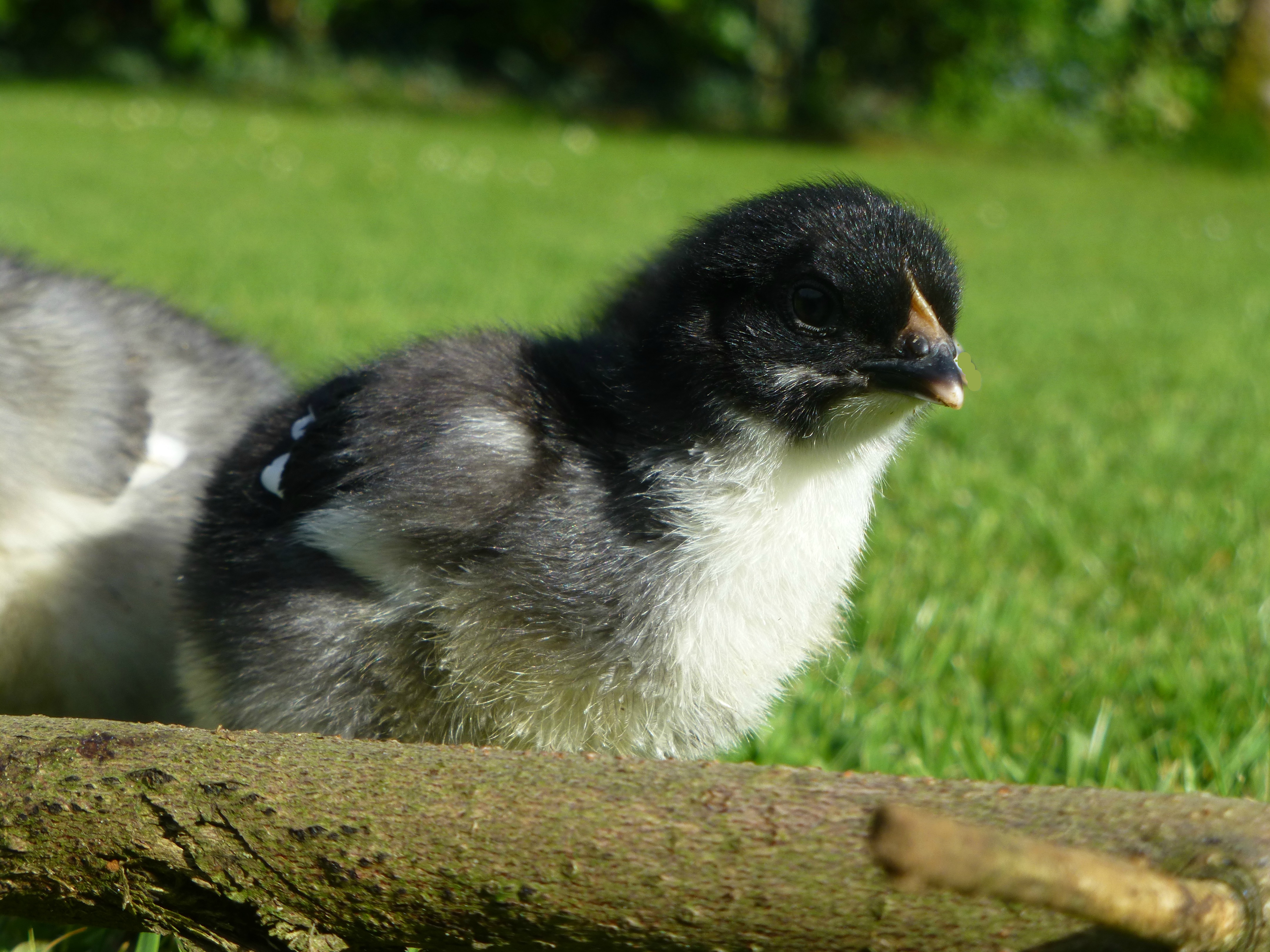Marans For Sale | Chickens | Breed Information | Omlet