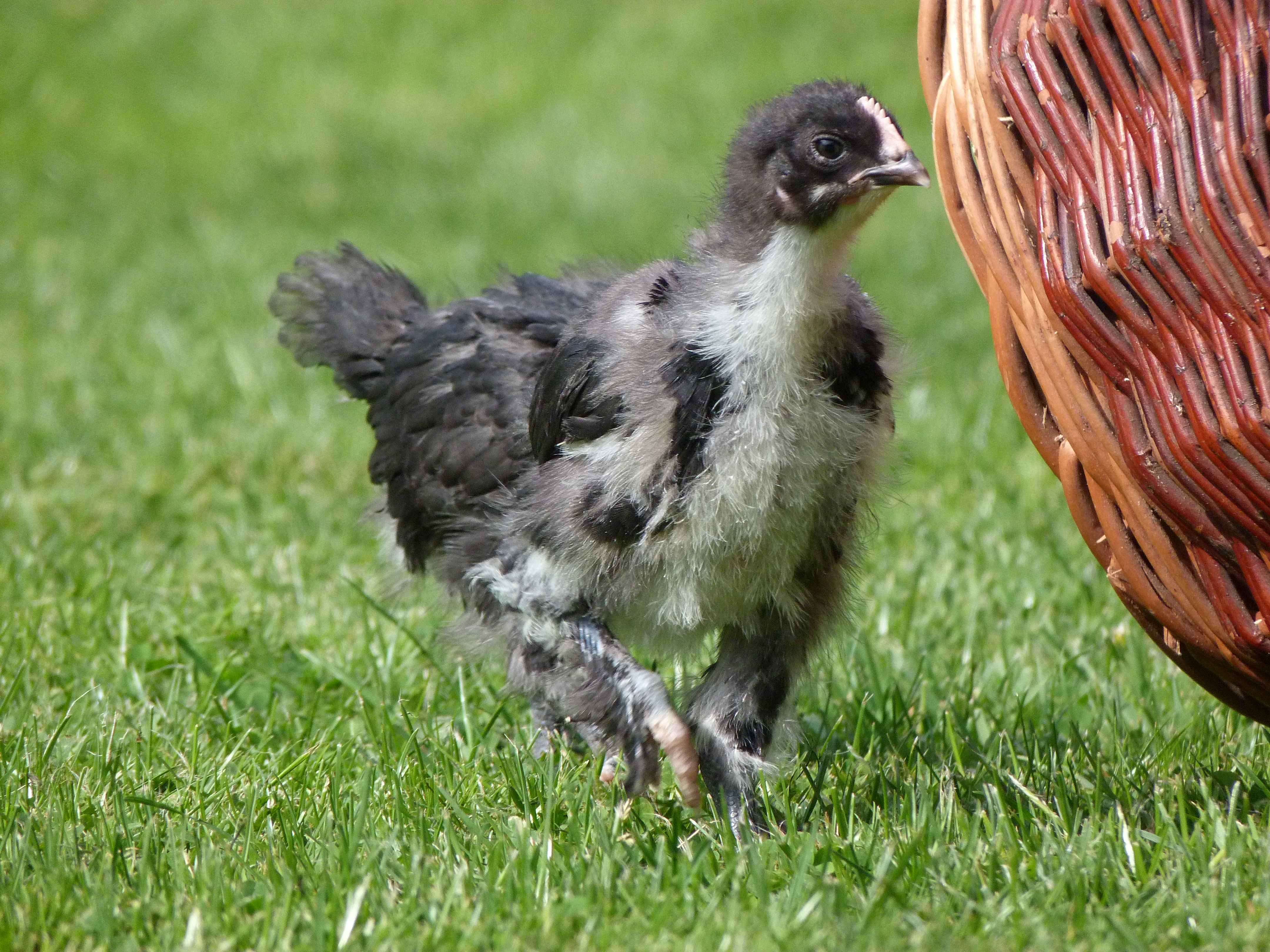 Marans For Sale | Chickens | Breed Information | Omlet