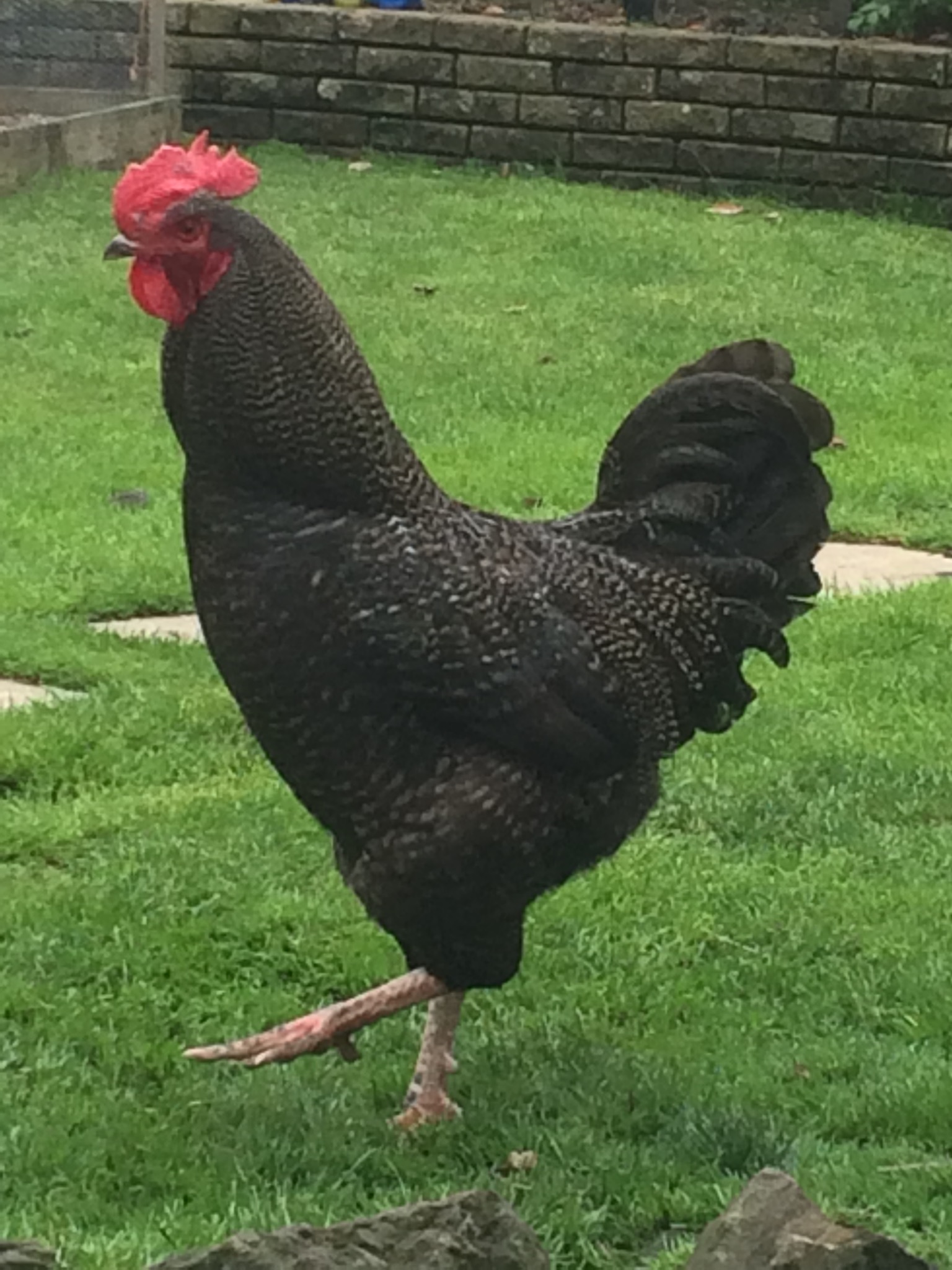 Marans For Sale | Chickens | Breed Information | Omlet