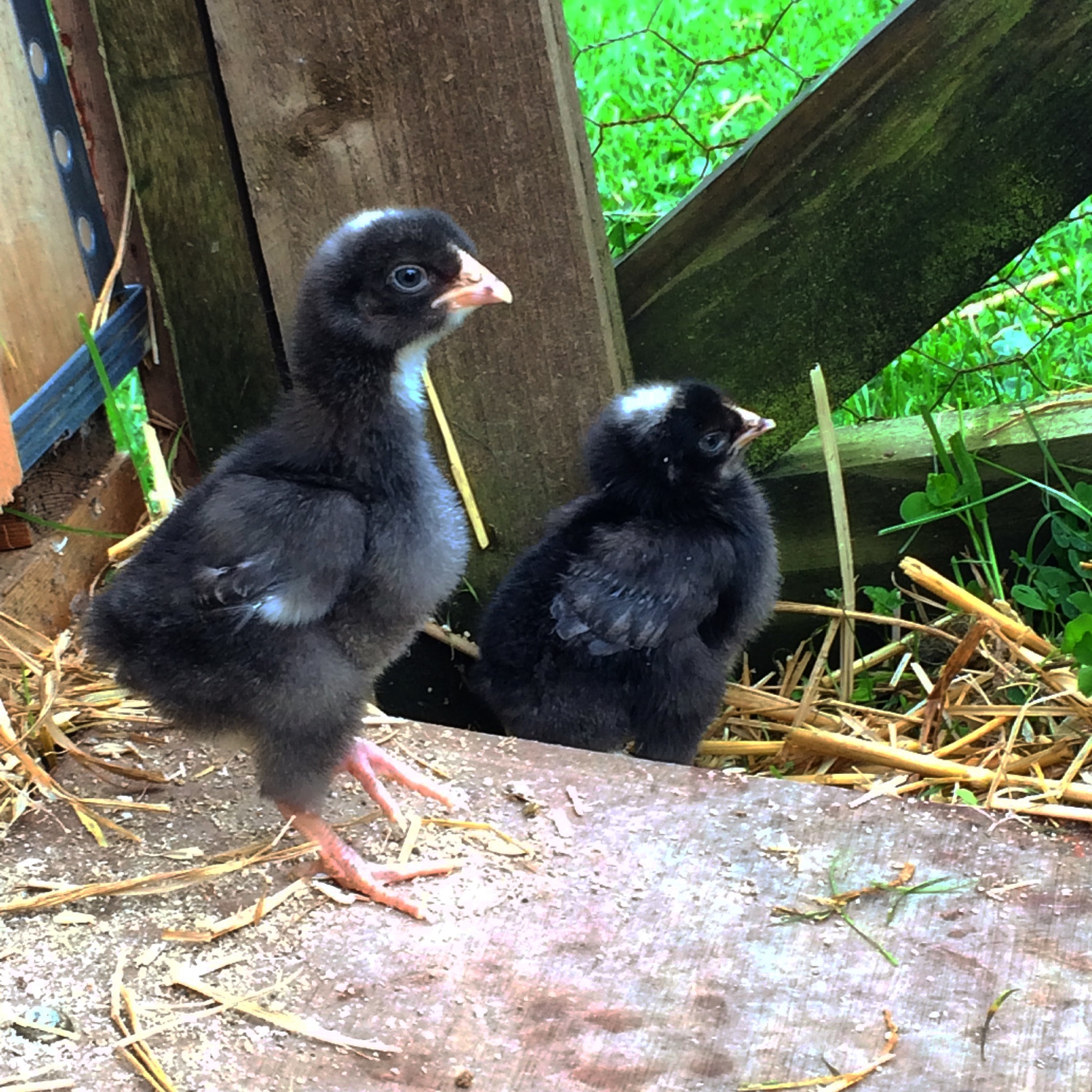 Marans For Sale | Chickens | Breed Information | Omlet