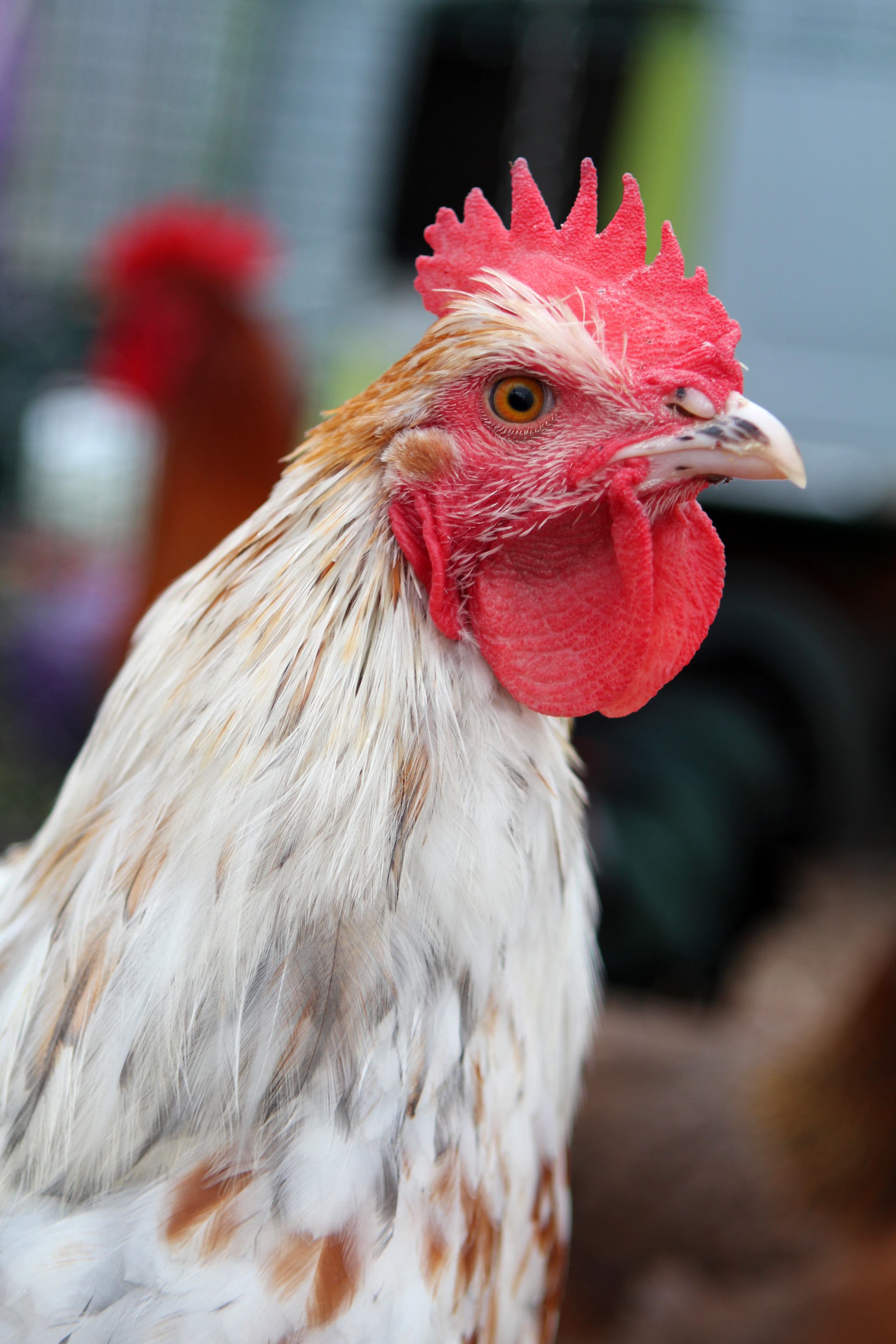 Marans For Sale | Chickens | Breed Information | Omlet