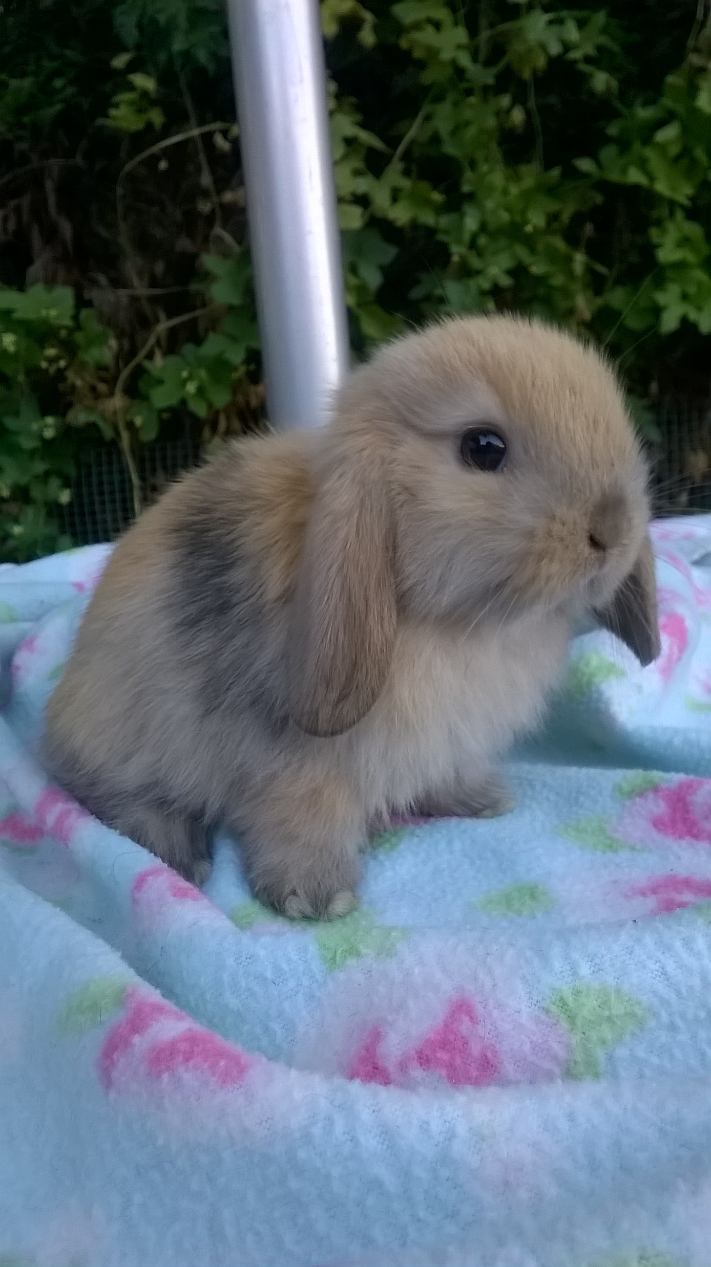 Mini Lop For Sale | Rabbits | Breed Information | Omlet