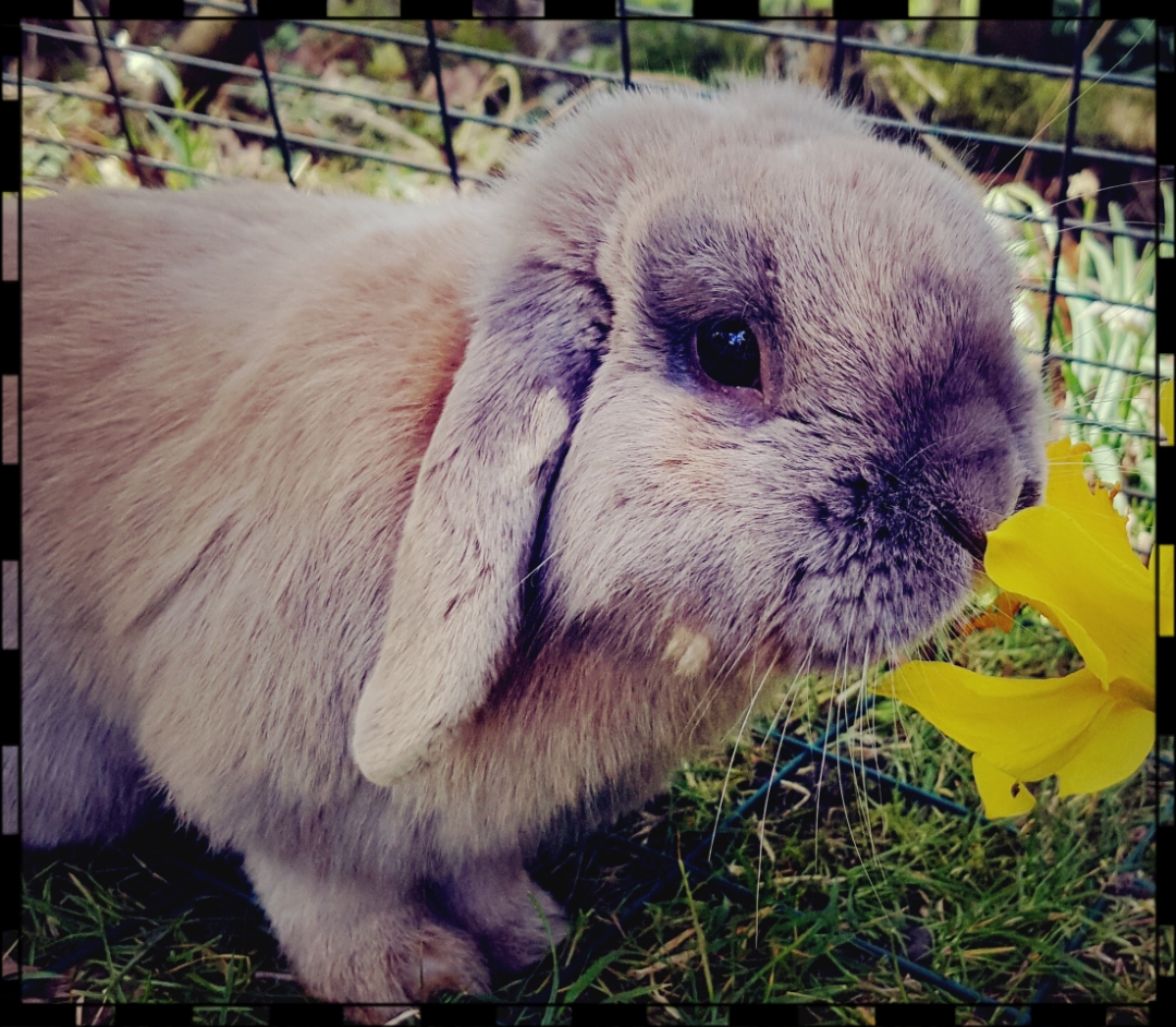 Mini Lop For Sale | Rabbits | Breed Information | Omlet