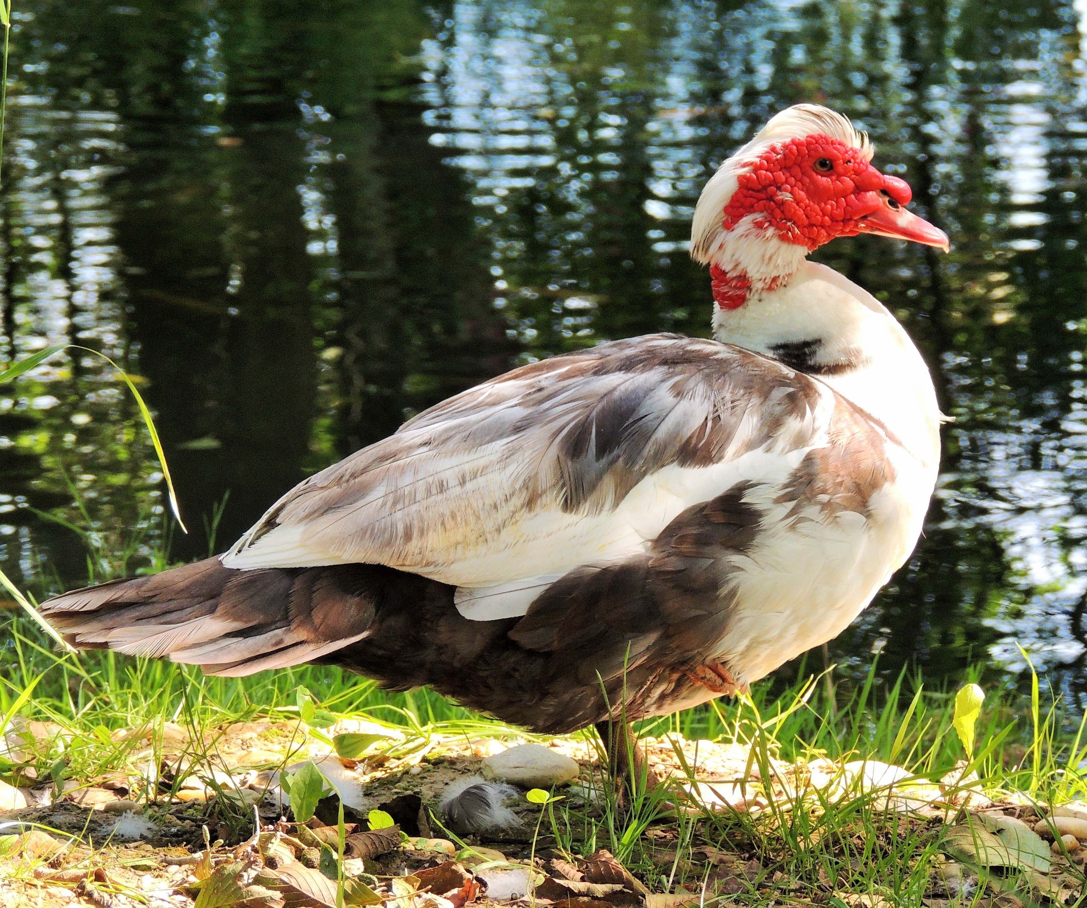Muscovy | Ducks | Breed Information | Omlet