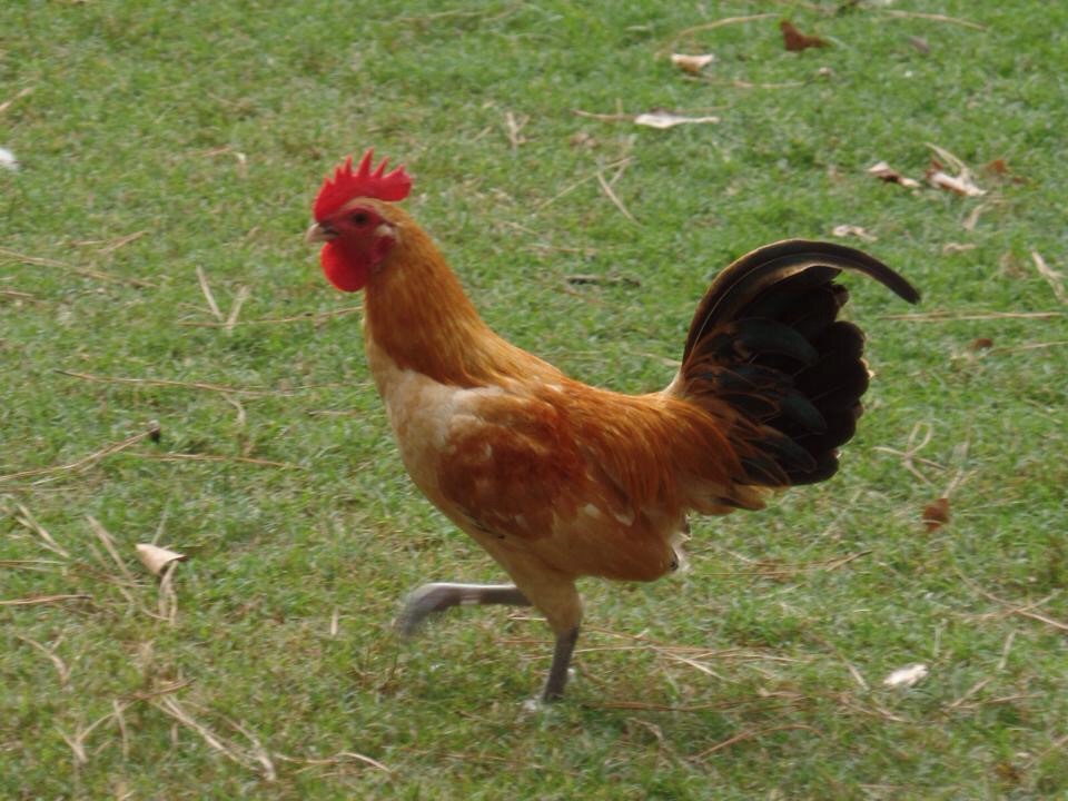 Nankin For Sale | Chickens | Breed Information | Omlet