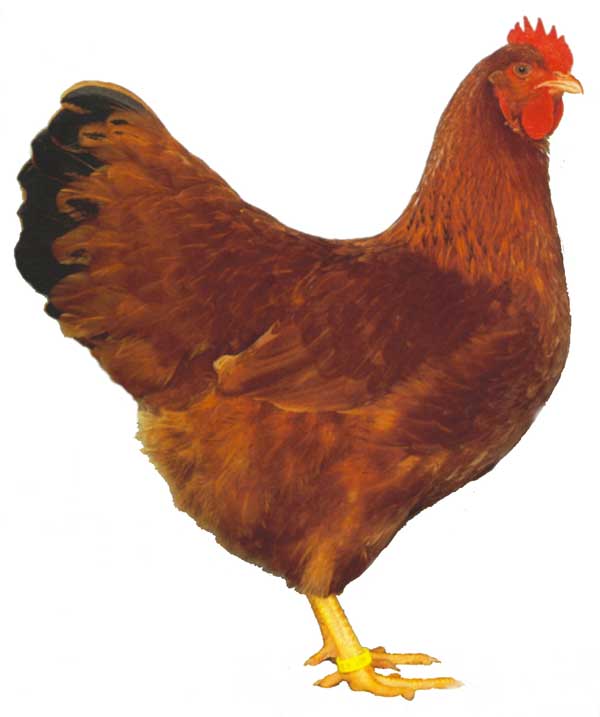 New Hampshire Red For Sale | Chickens | Breed Information | Omlet