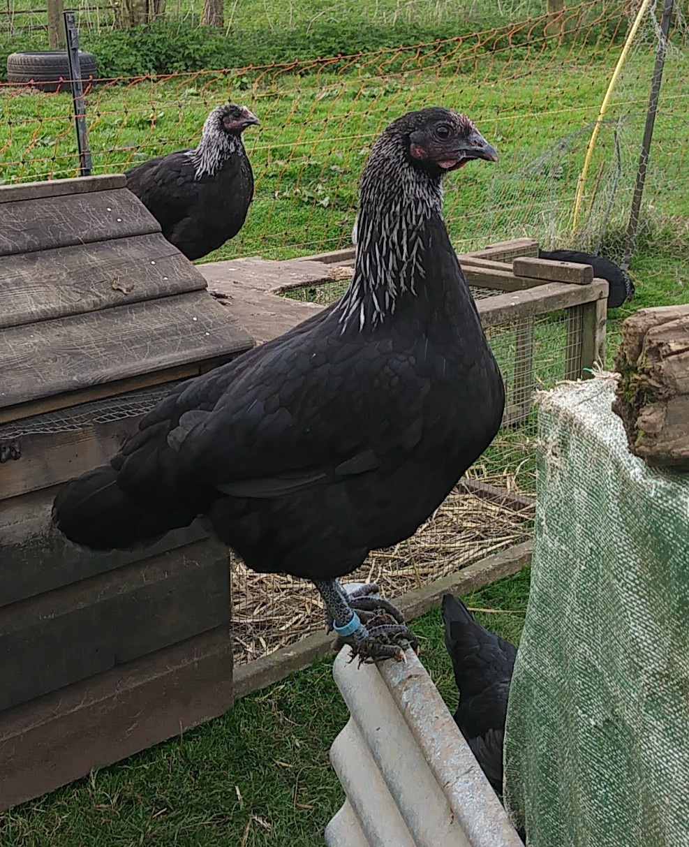 Norfolk Grey For Sale | Chickens | Breed Information | Omlet