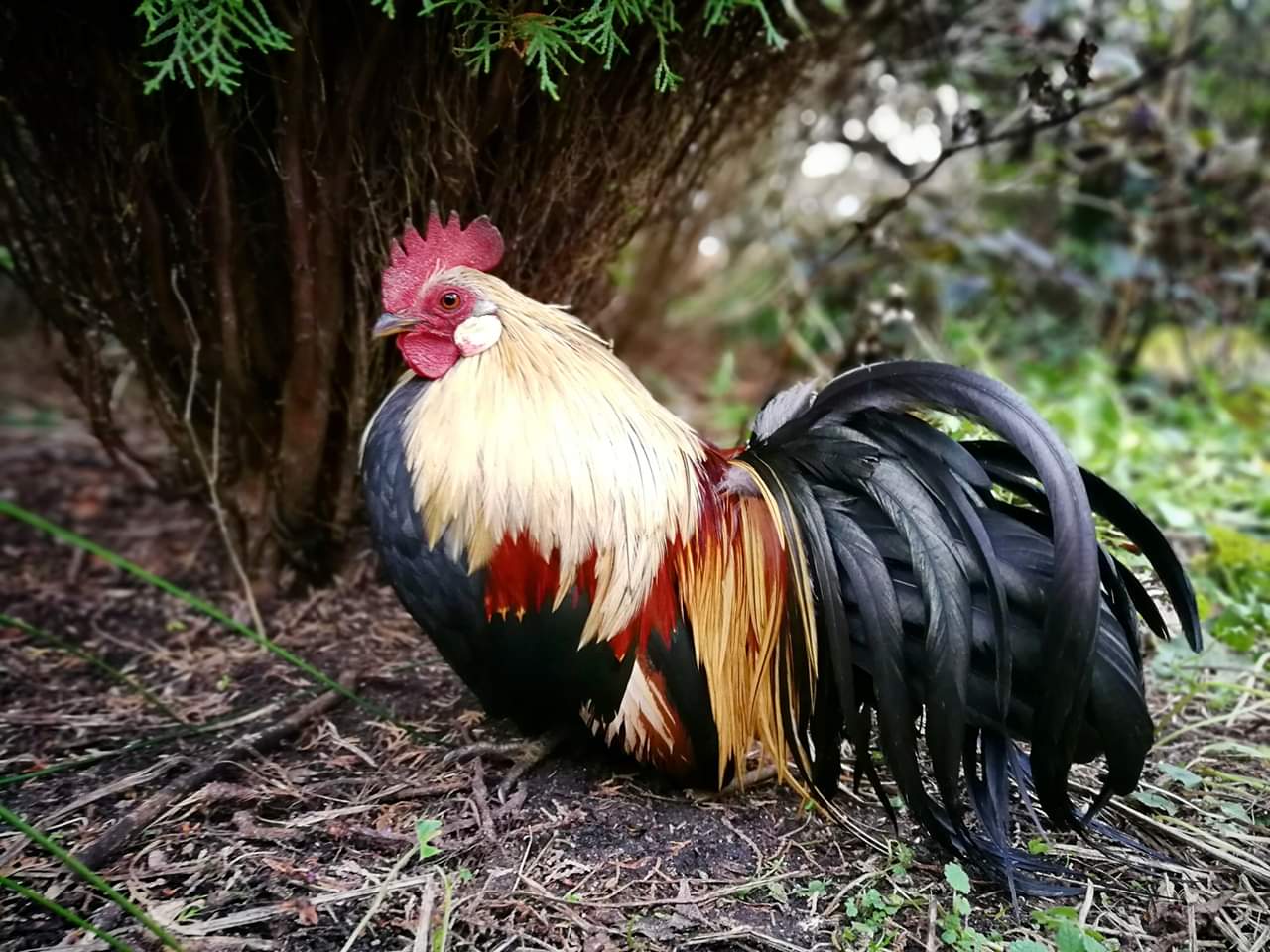 Ohiki For Sale | Chickens | Breed Information | Omlet