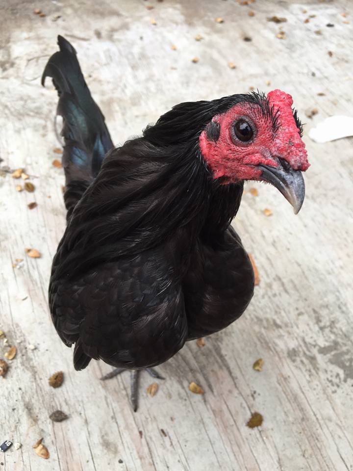Old English Game For Sale | Chickens | Breed Information | Omlet