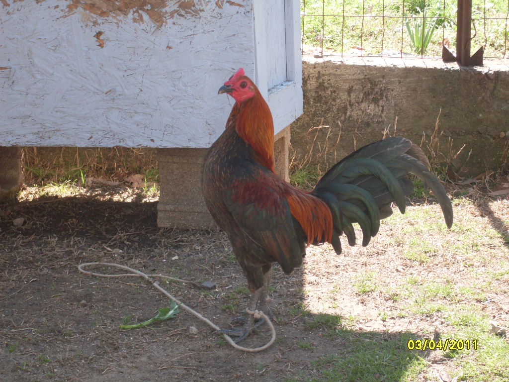 Old English Game For Sale | Chickens | Breed Information | Omlet