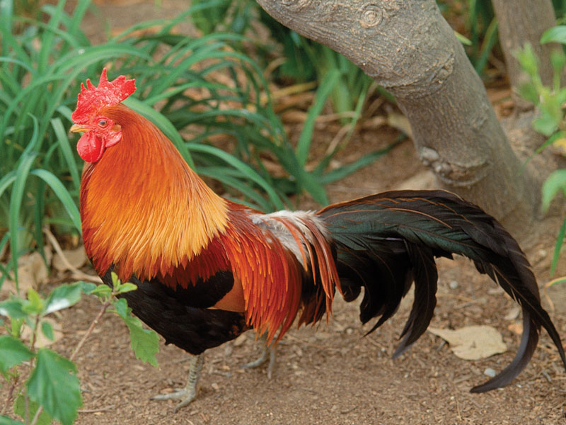 Old English Pheasant Fowl For Sale | Chickens | Breed Information | Omlet