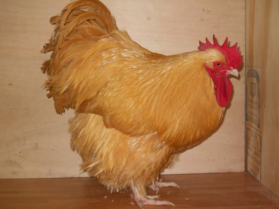 Orpington For Sale | Chickens | Breed Information | Omlet