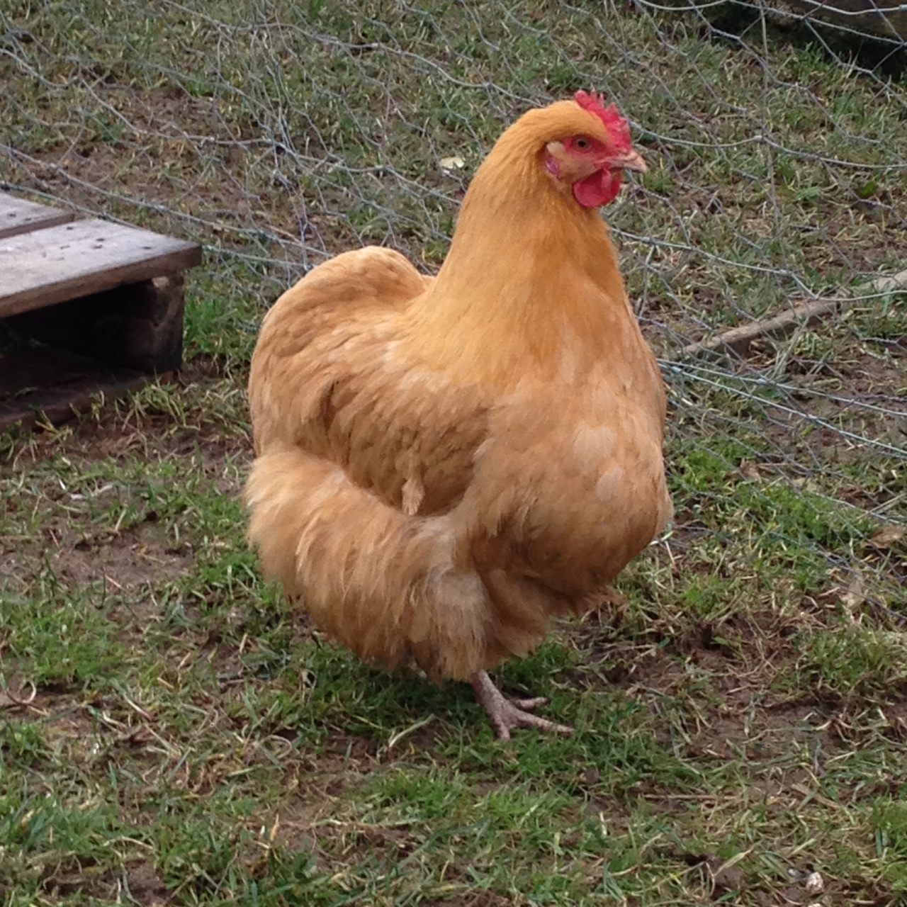 Orpington For Sale | Chickens | Breed Information | Omlet