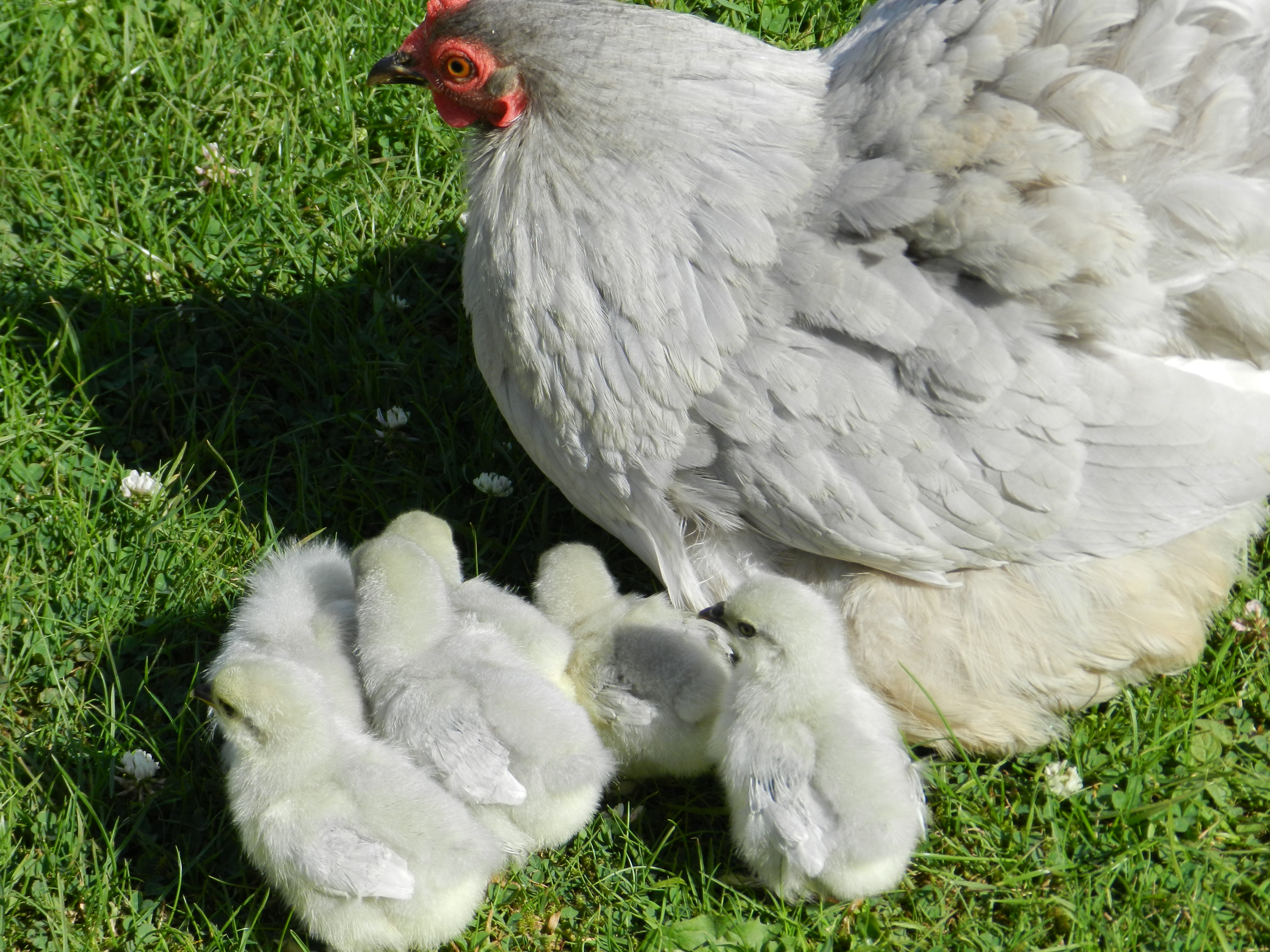 Pekin Bantam For Sale | Chickens | Breed Information | Omlet