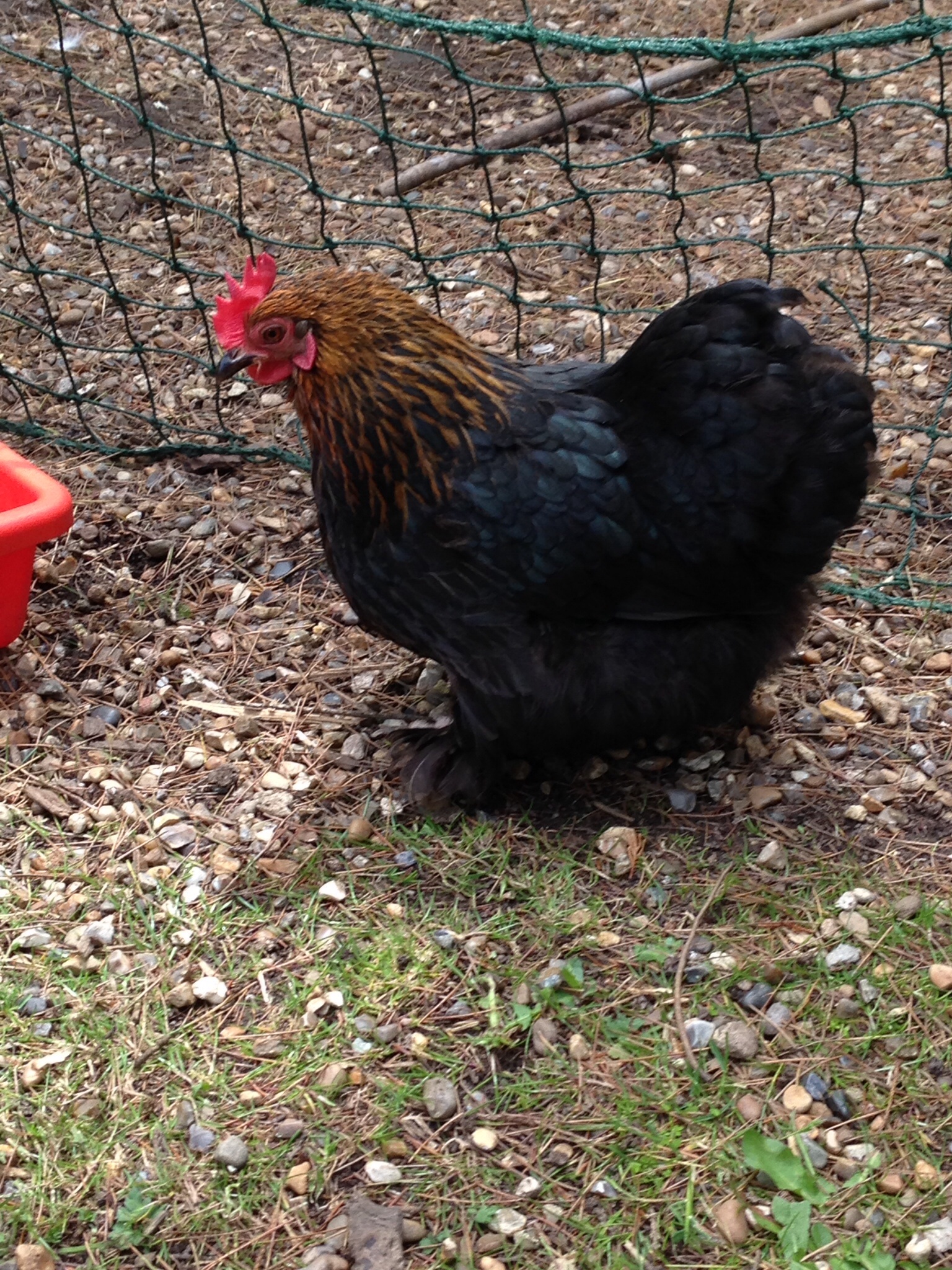 Pekin Bantam For Sale | Chickens | Breed Information | Omlet