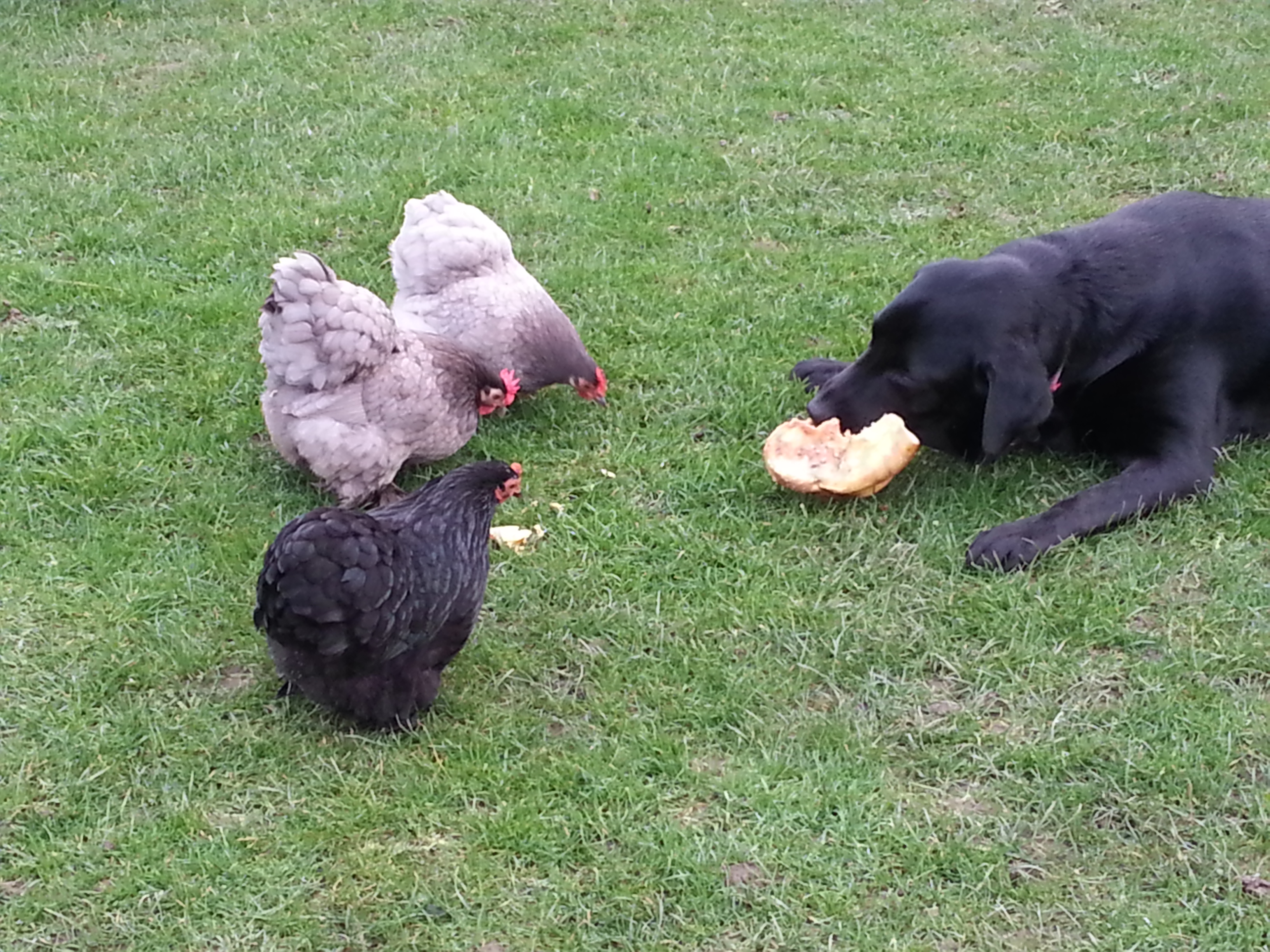 Pekin Bantam For Sale | Chickens | Breed Information | Omlet