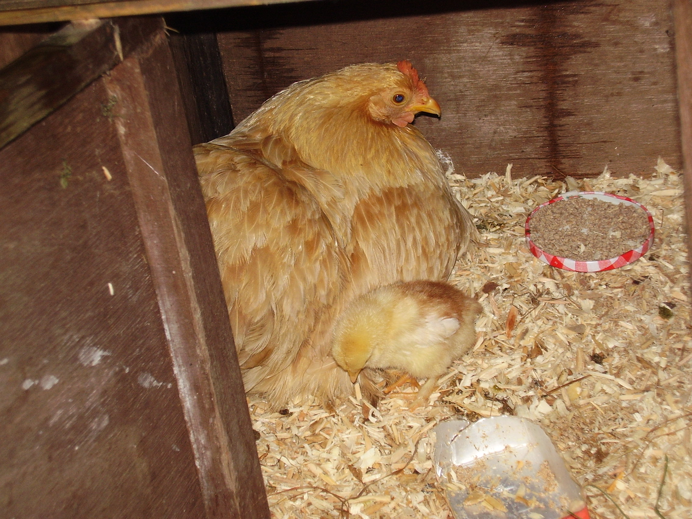Pekin Bantam For Sale | Chickens | Breed Information | Omlet
