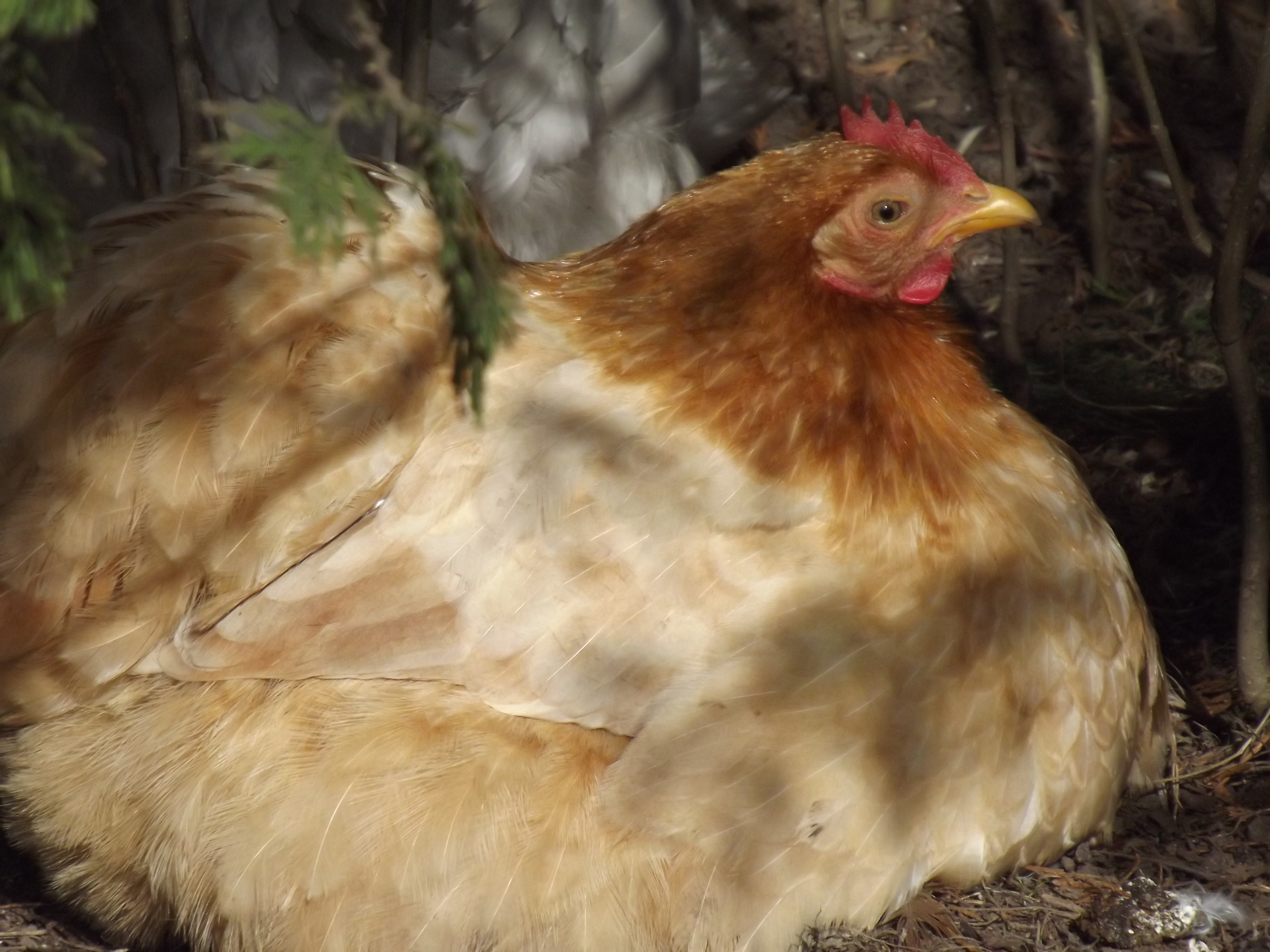 Pekin Bantam For Sale | Chickens | Breed Information | Omlet
