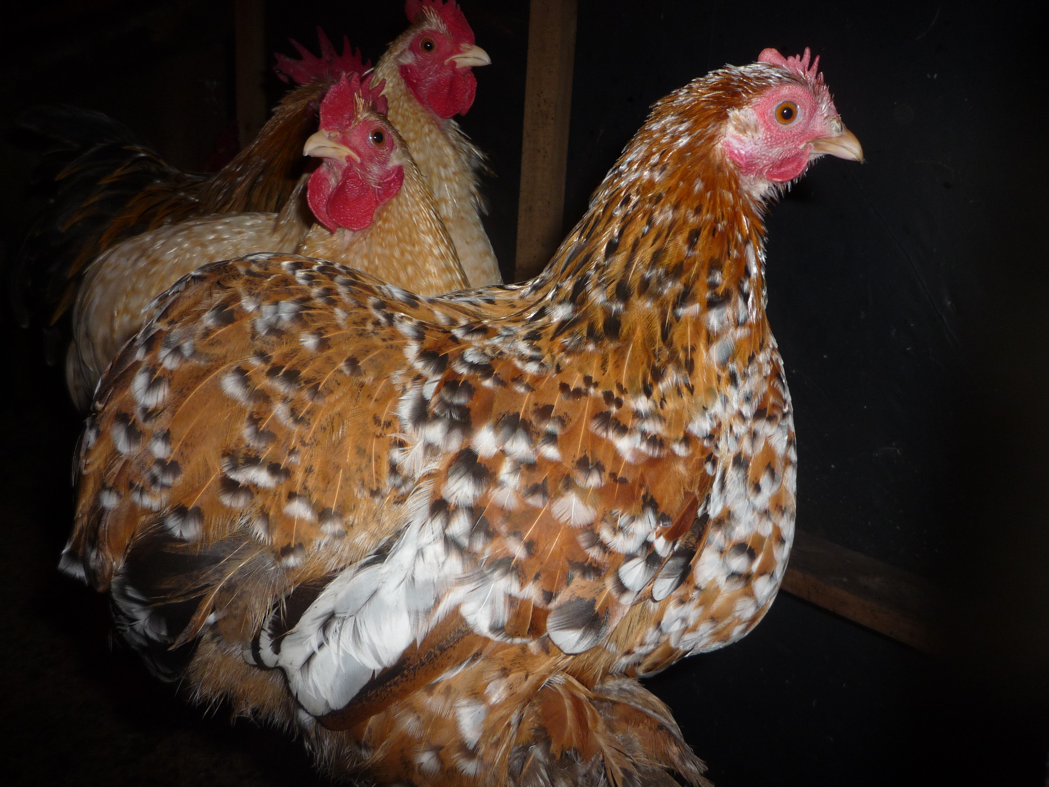 Pekin Bantam For Sale | Chickens | Breed Information | Omlet