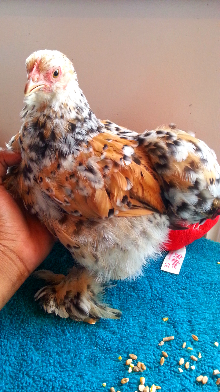 Pekin Bantam For Sale | Chickens | Breed Information | Omlet