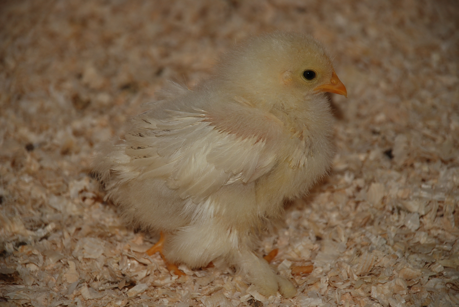 Pekin Bantam For Sale | Chickens | Breed Information | Omlet