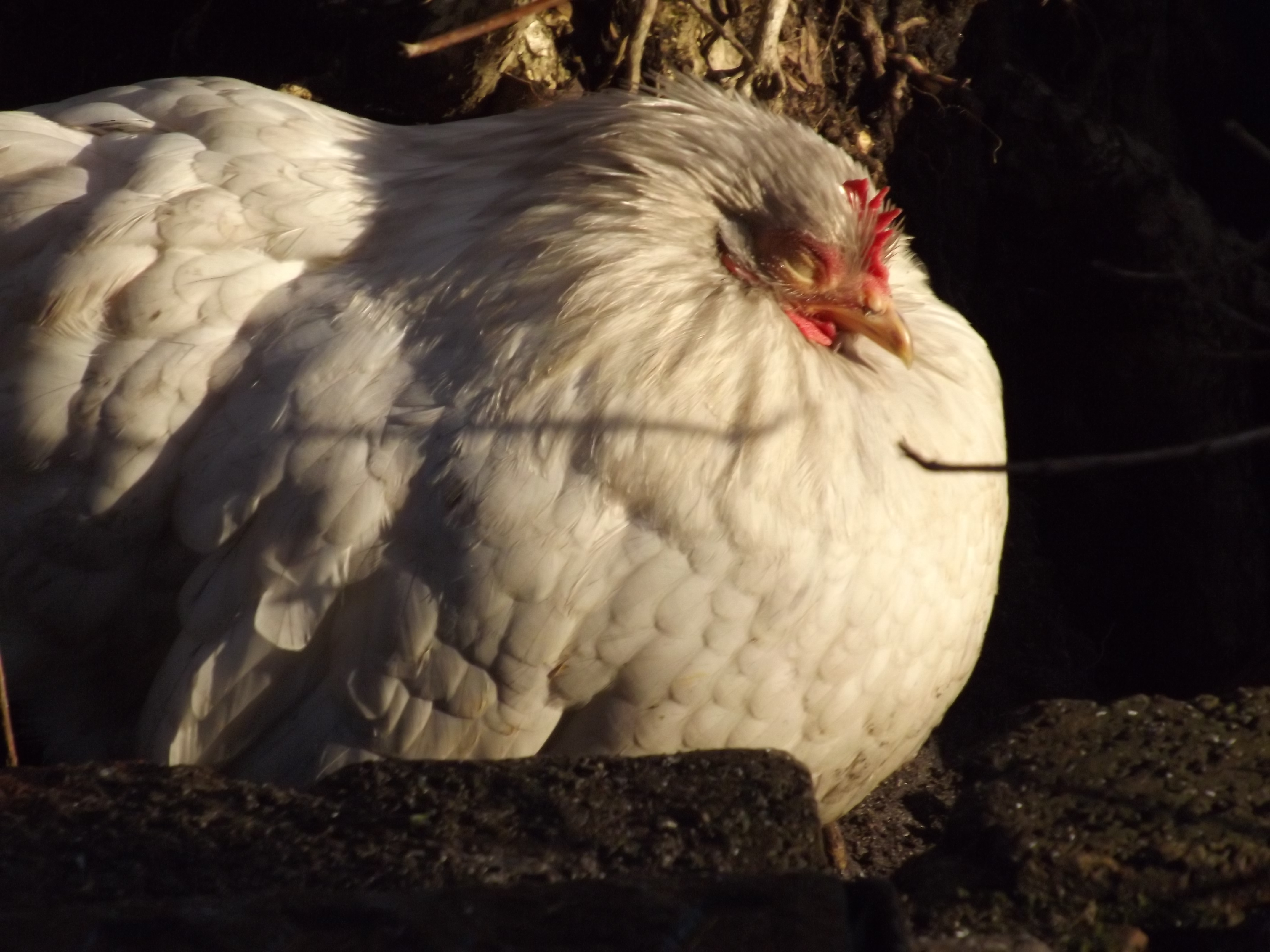 Pekin Bantam For Sale | Chickens | Breed Information | Omlet