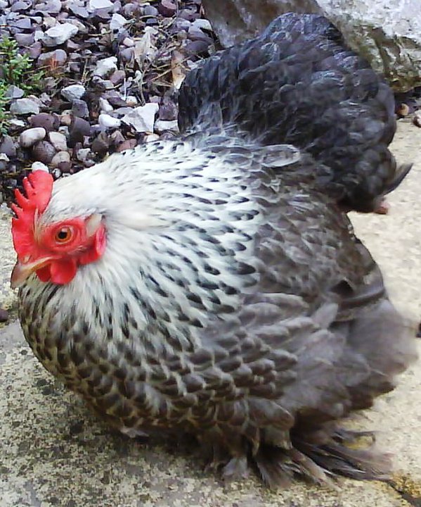 Pekin Bantam For Sale | Chickens | Breed Information | Omlet