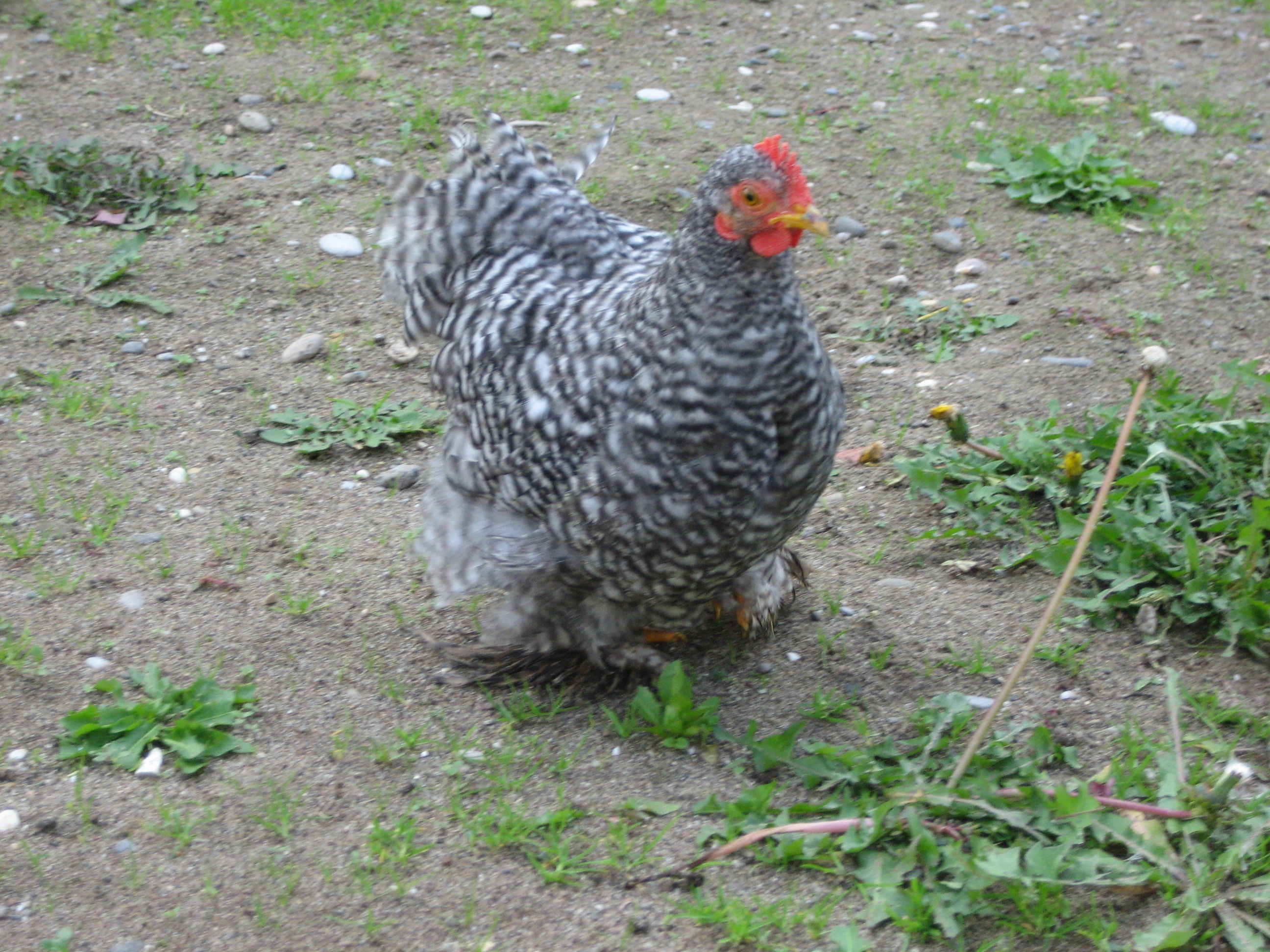 Pekin Bantam For Sale | Chickens | Breed Information | Omlet