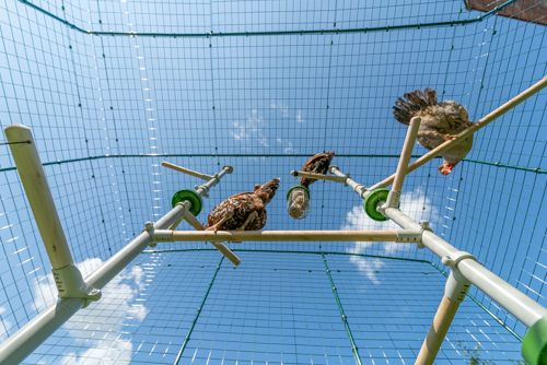 PoleTree Customizable Chicken Perch | Omlet