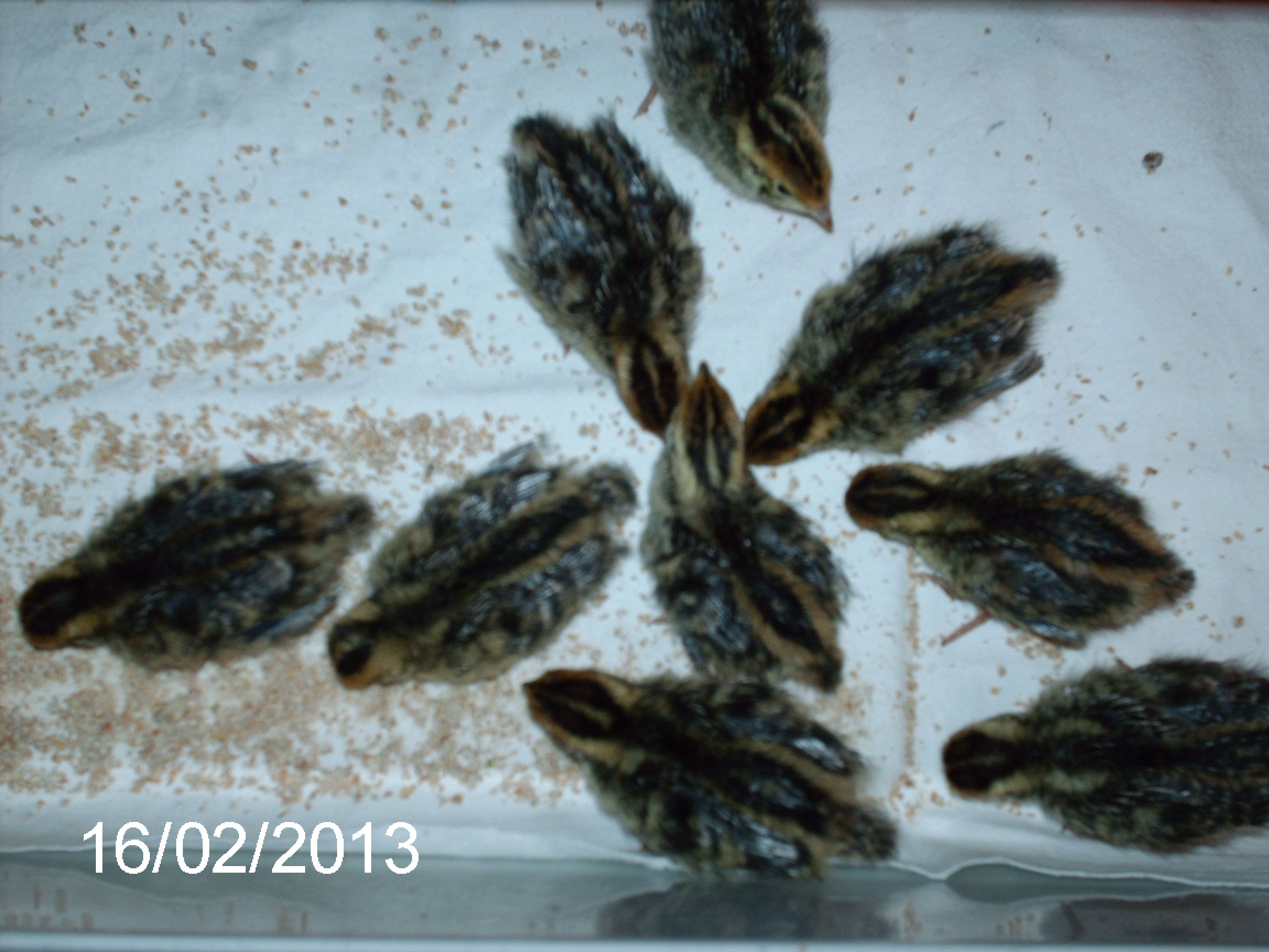 History of Quails | About Quail | Quails | Guide | Omlet US