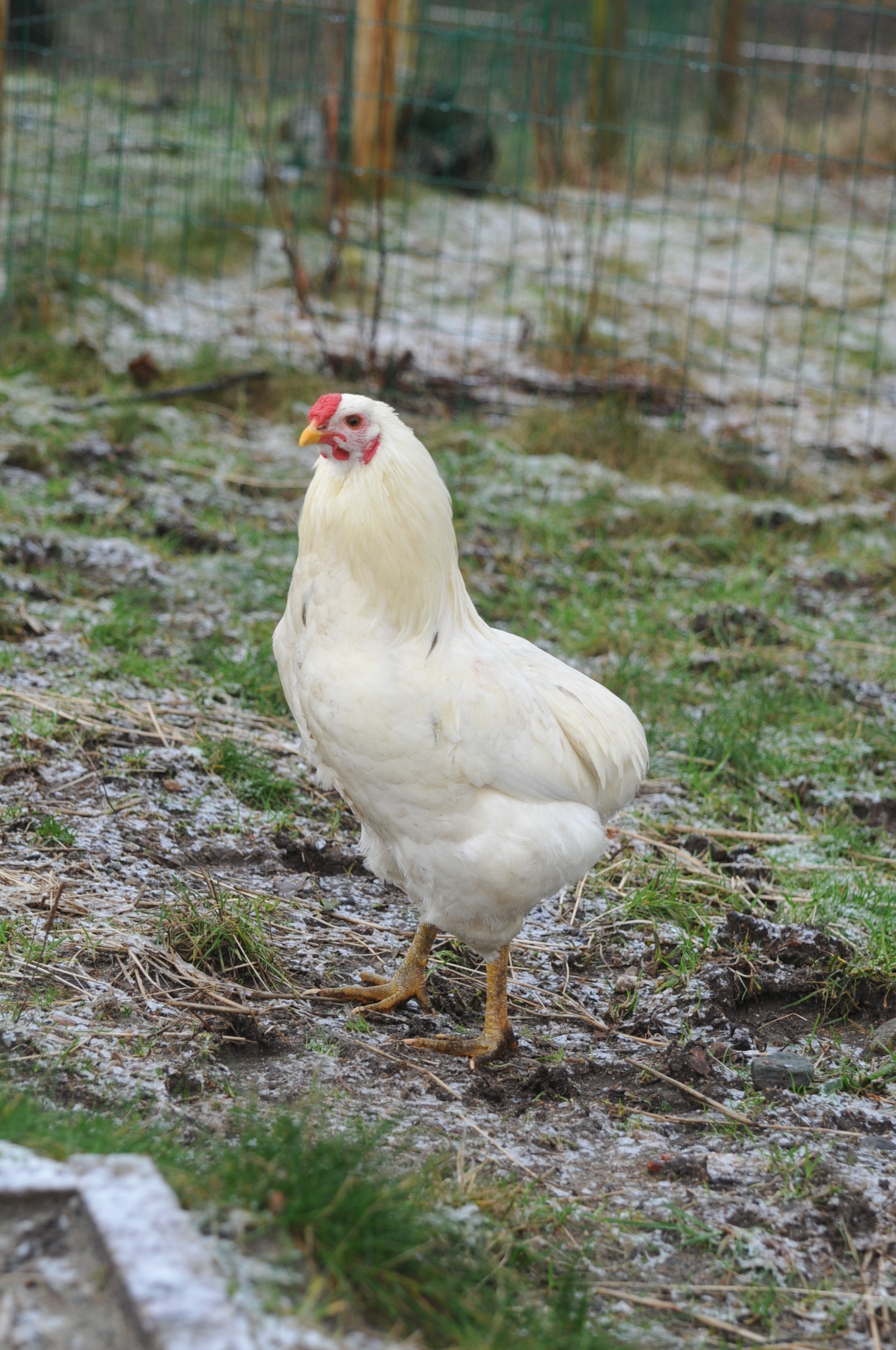 Rumpless Araucana (Tufted) For Sale | Chickens | Breed Information | Omlet