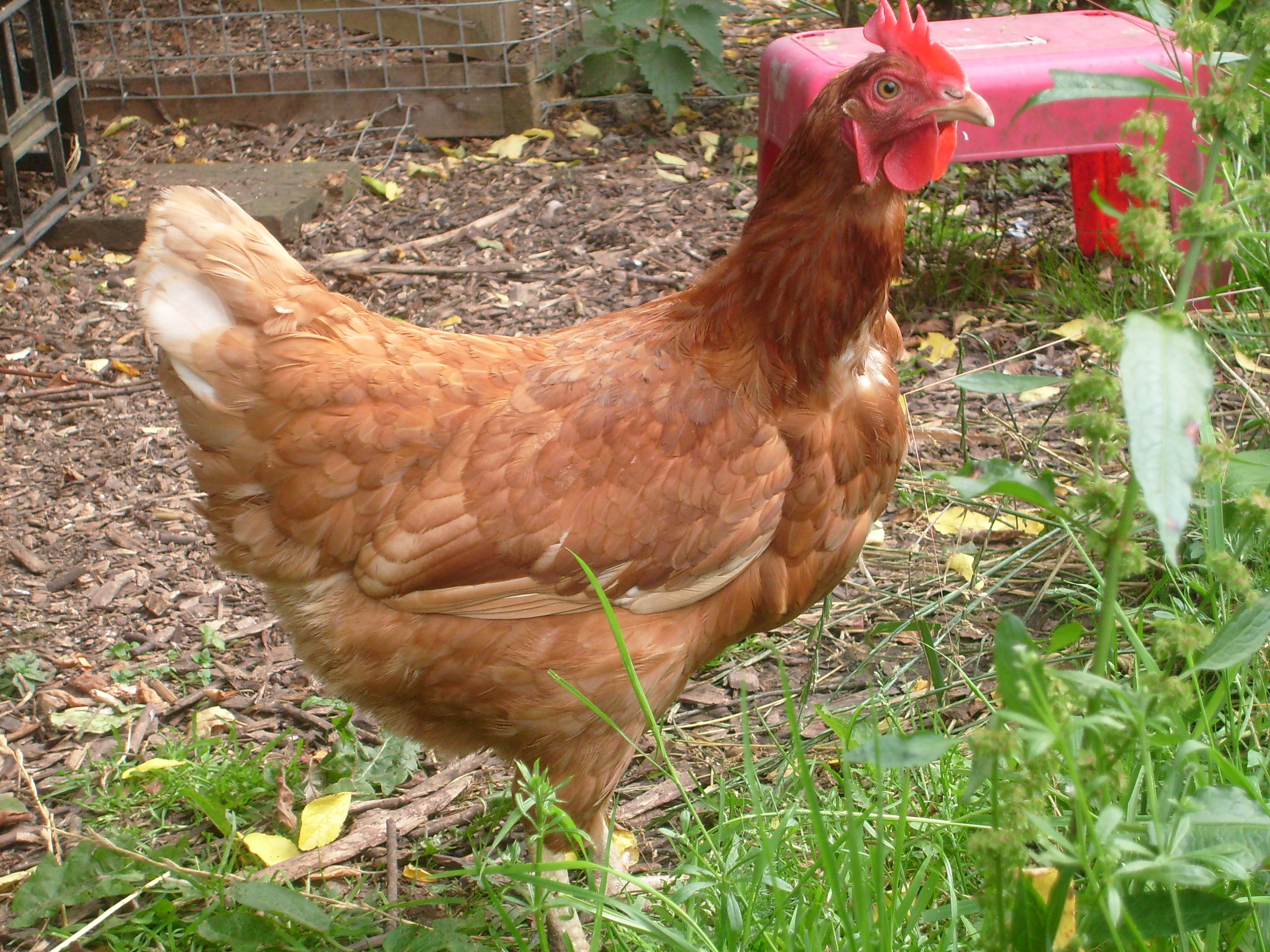Hybrid For Sale | Chickens | Breed Information | Omlet