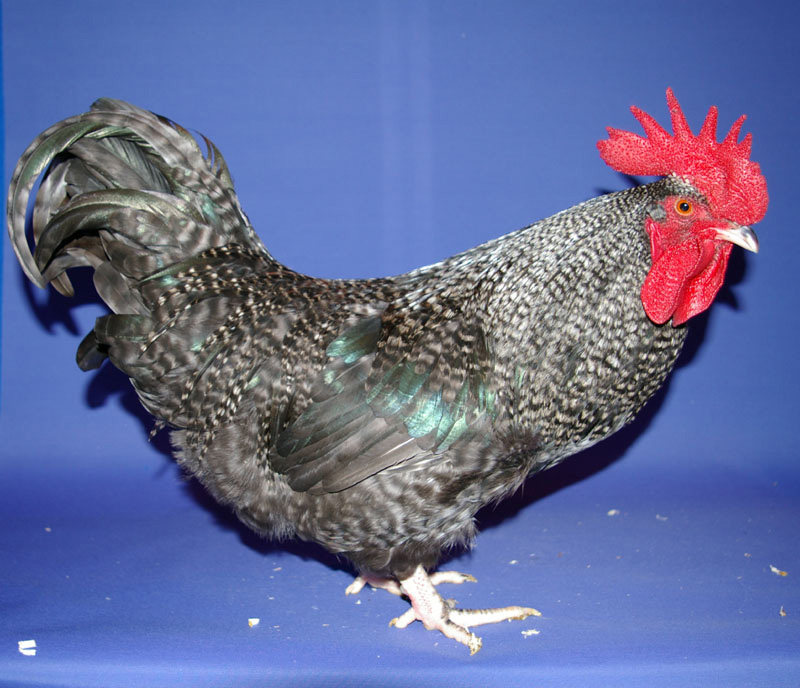 Scots Dumpy For Sale | Chickens | Breed Information | Omlet