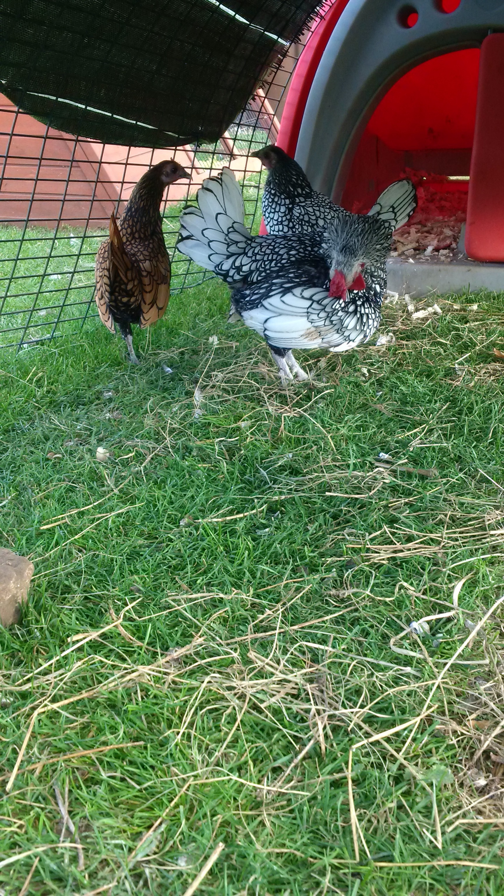 Sebright For Sale | Chickens | Breed Information | Omlet