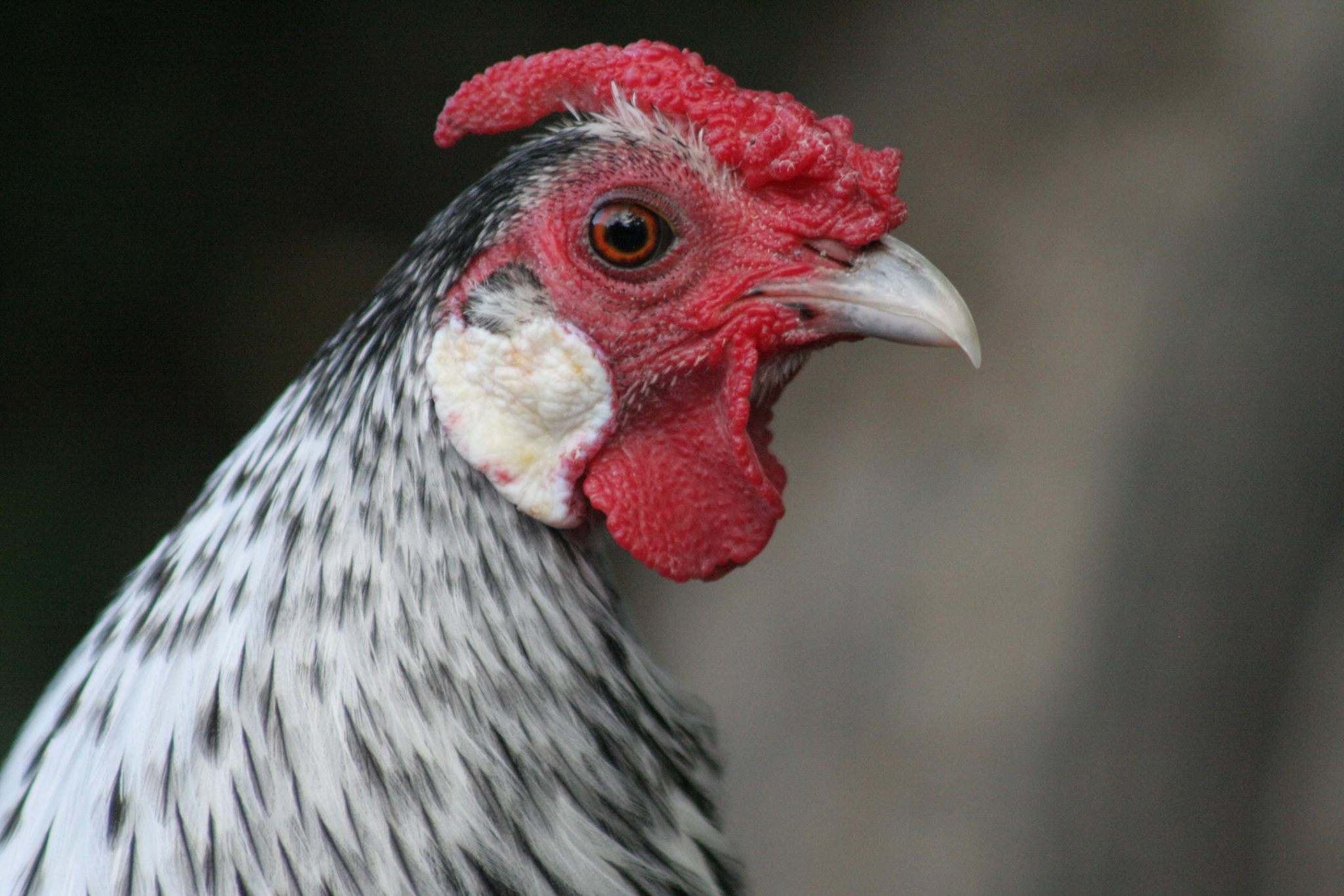 Sebright For Sale | Chickens | Breed Information | Omlet