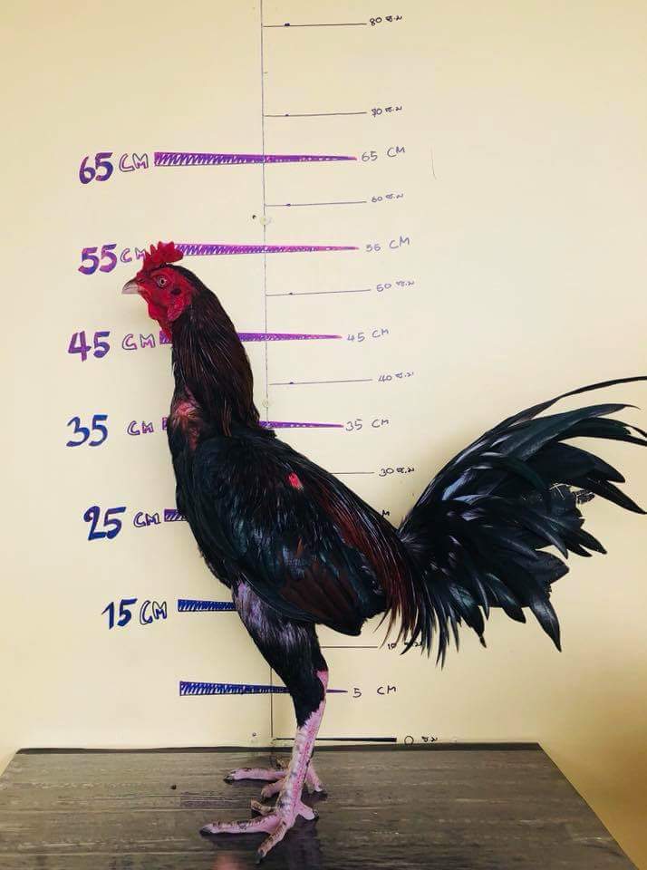 Serama For Sale | Chickens | Breed Information | Omlet