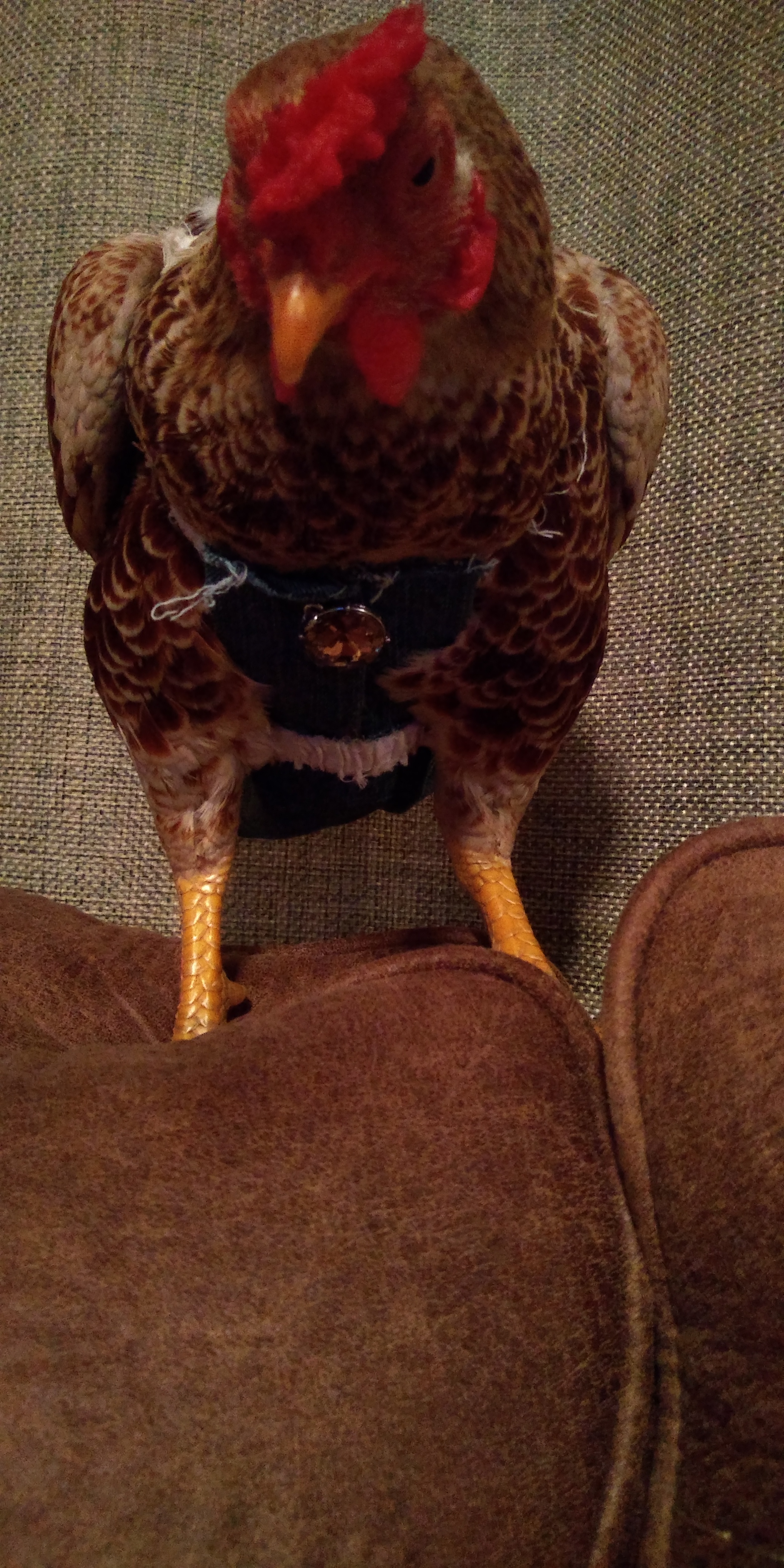 Serama For Sale | Chickens | Breed Information | Omlet