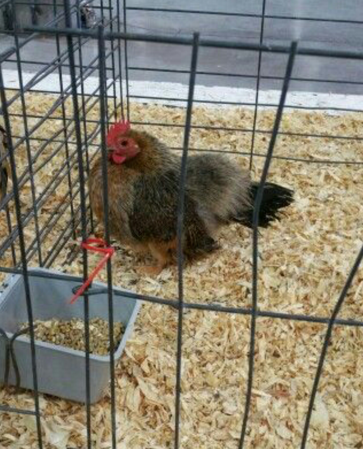 Serama For Sale | Chickens | Breed Information | Omlet