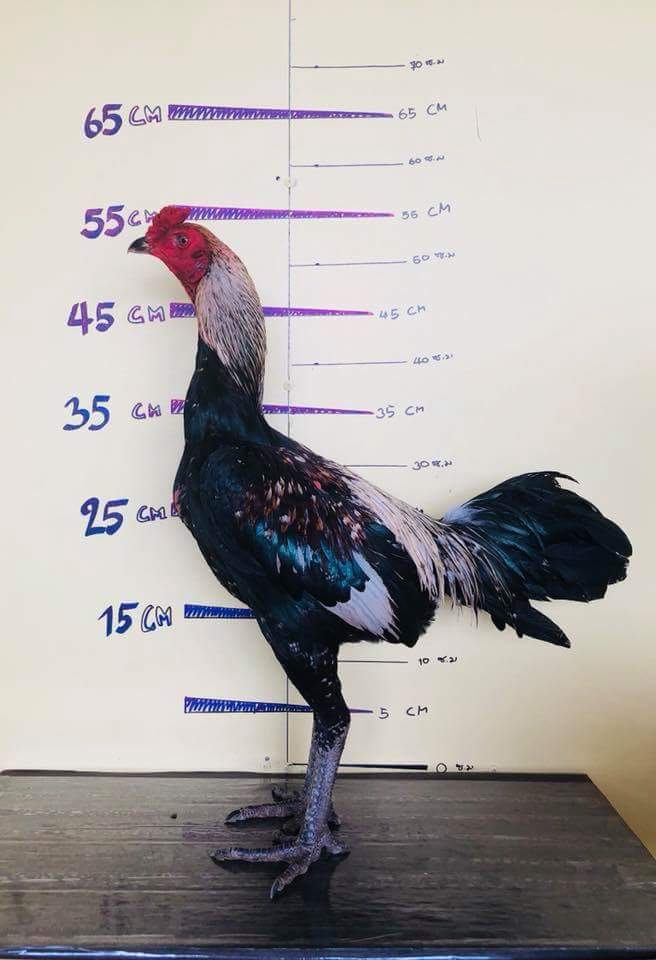 Serama For Sale | Chickens | Breed Information | Omlet