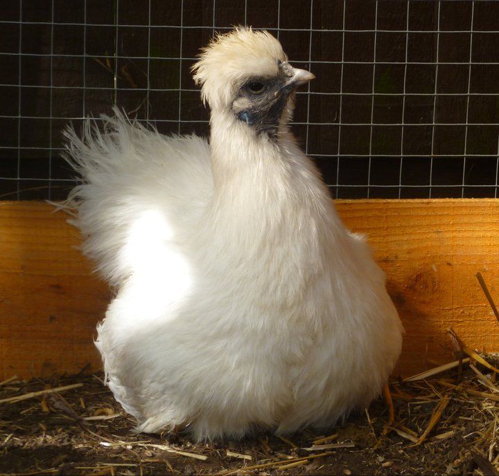 Serama For Sale | Chickens | Breed Information | Omlet